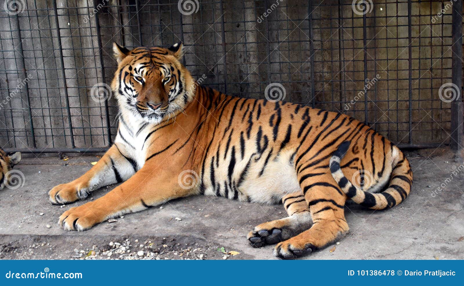 Tiger stock photo. Image of laying, floor, tiger, relaxing - 101386478