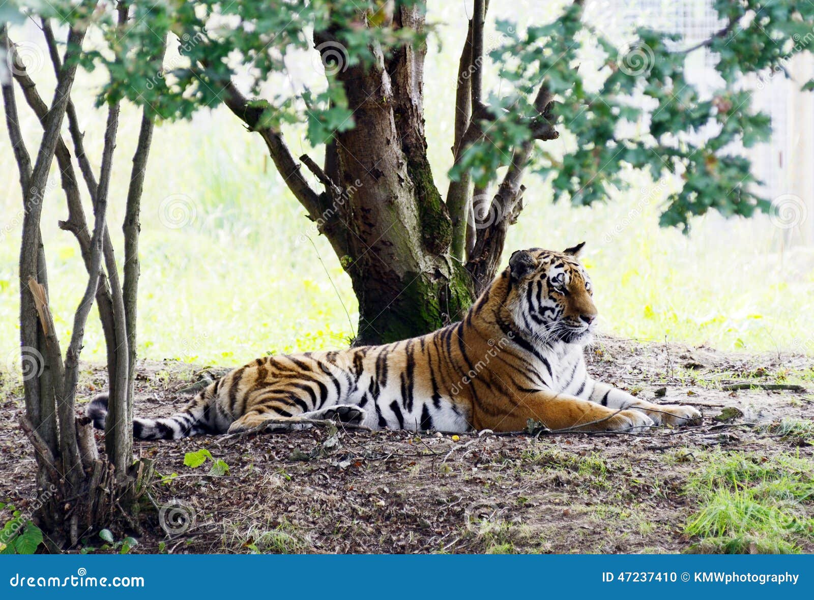 Tiger stock photo. Image of lazy, aggressive, wildlife - 47237410