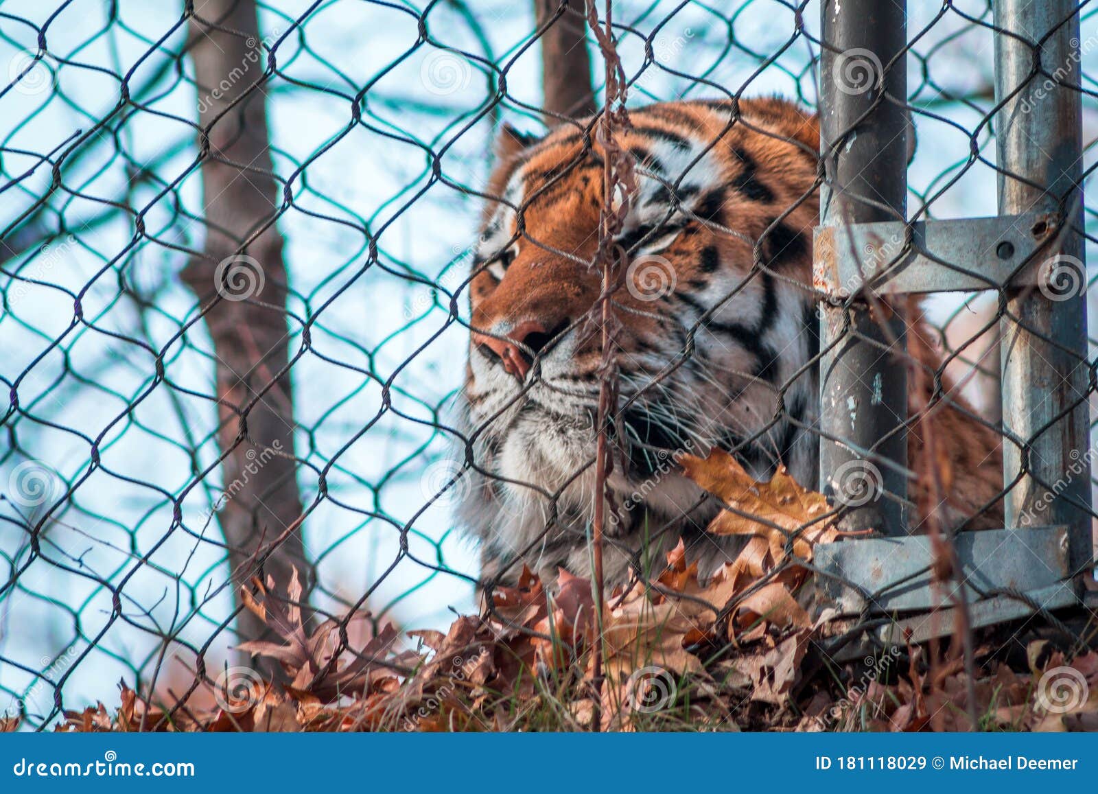Tiger Laying in Leaves during the Fall Stock Image - Image of ...