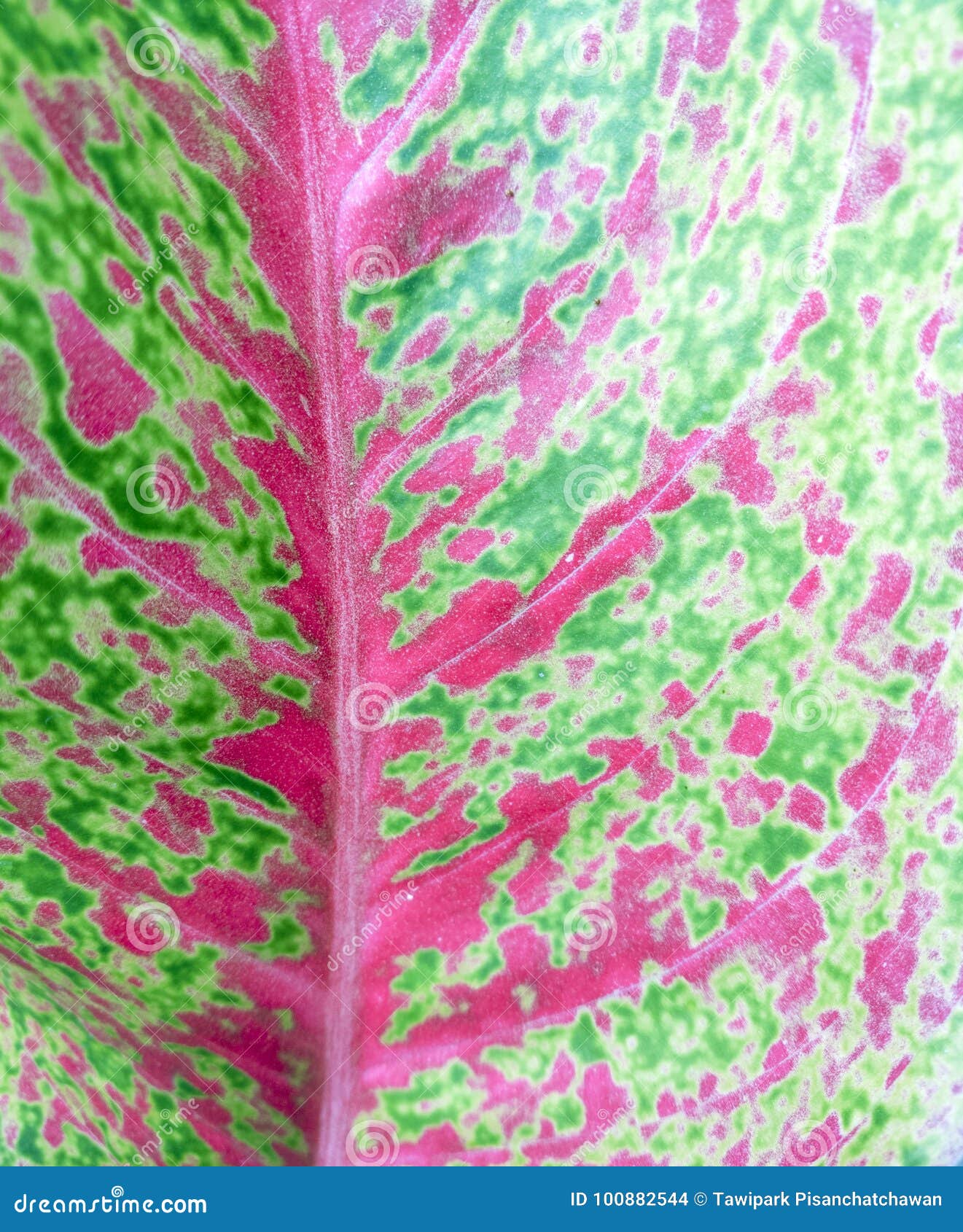 The tiger leaf stock photo. Image of stain, backdrop - 100882544