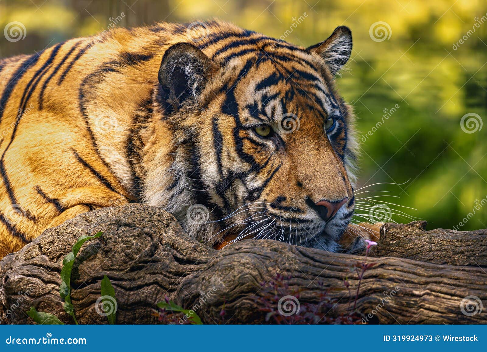 Tiger is Leaning into a Tree Stock Image - Image of wildlife, wild ...