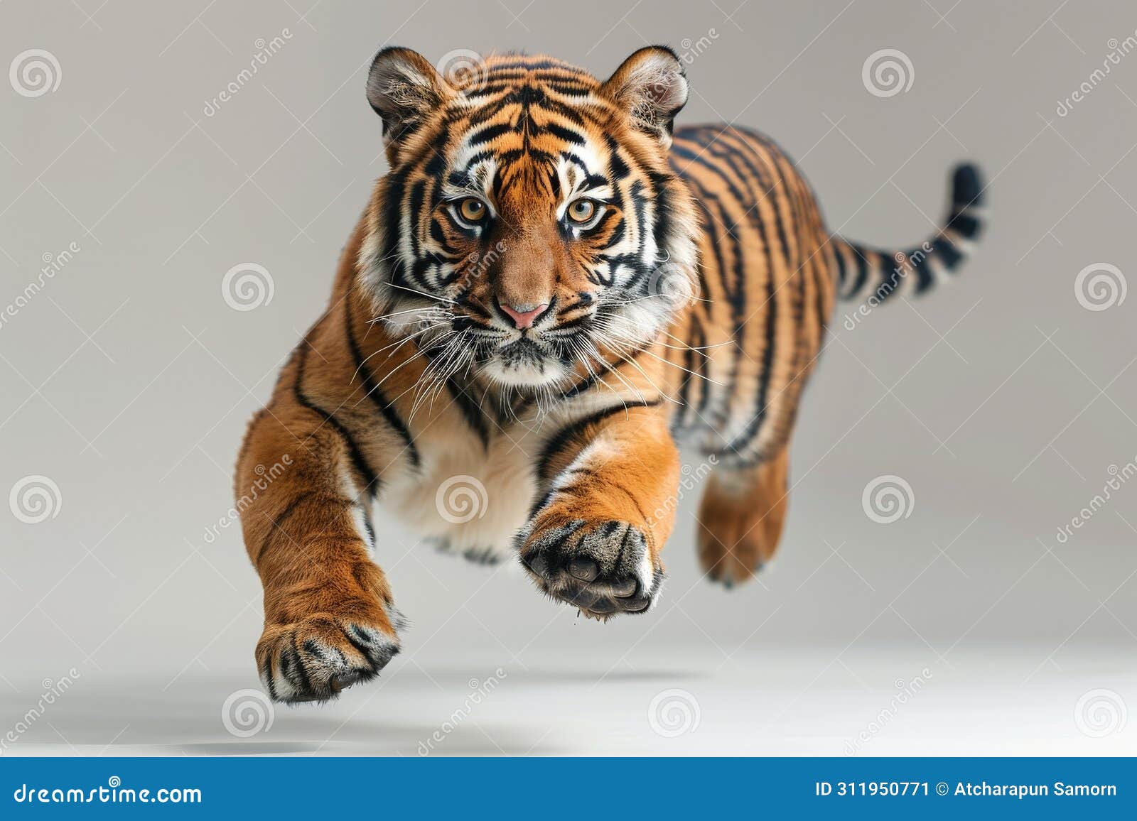 A Tiger is Leaping through the Air, Levitation Tiger Stock Image ...