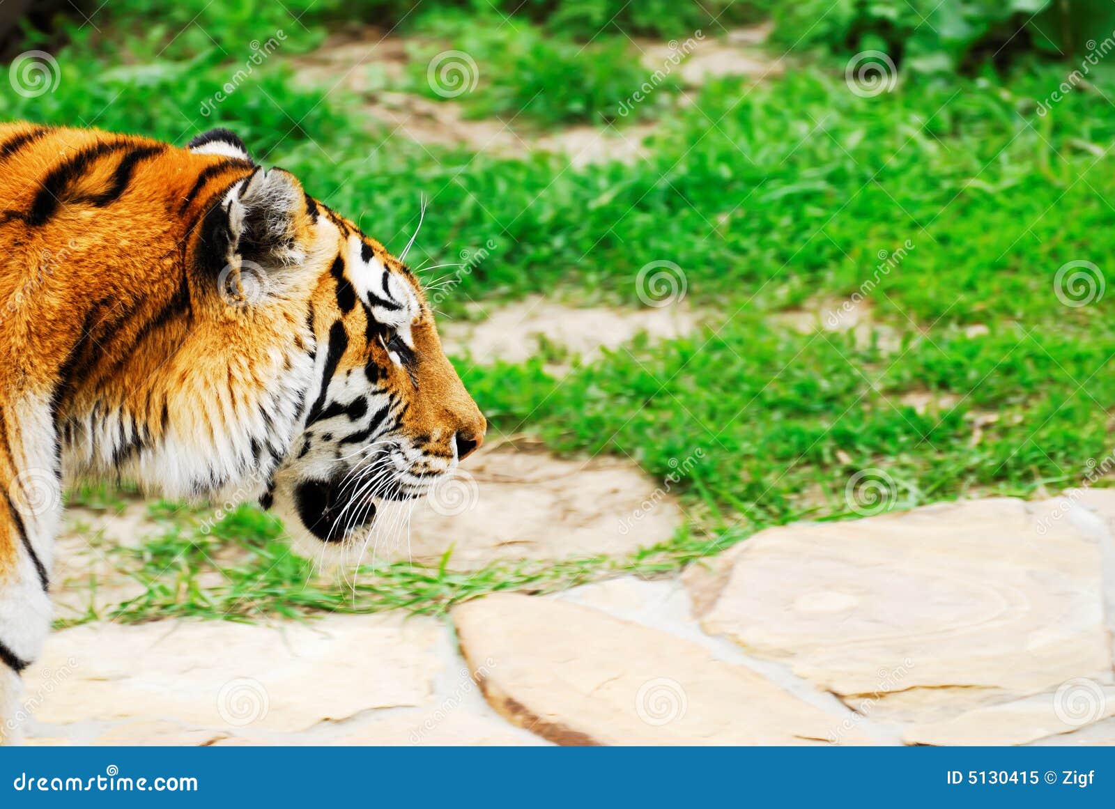 The Tiger Leaves on Hunting Stock Image - Image of beauty, bengal: 5130415