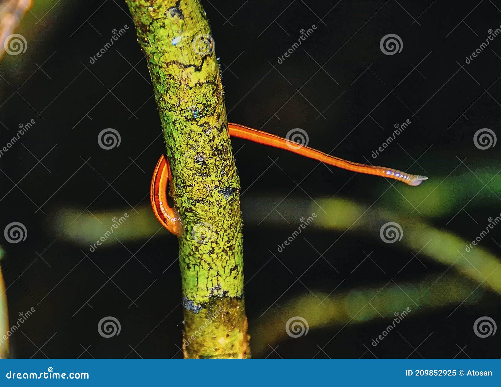 Tiger Leech on a Tree in the Jungle Stock Image - Image of forest ...