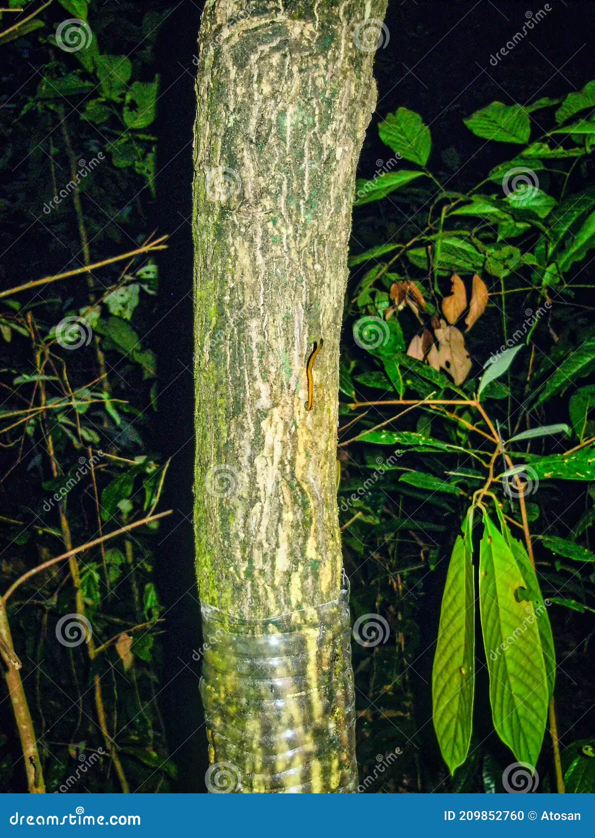 Tiger Leech on a Tree in the Jungle Stock Photo - Image of disgusting ...