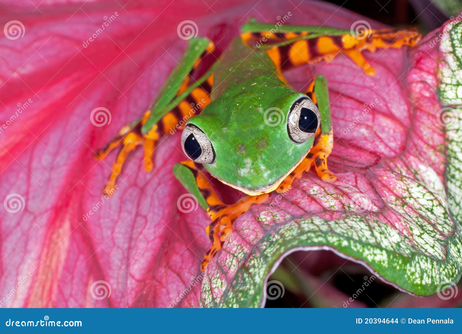 Eye Of A Tiger Leg Monkey Tree Frog Royalty-Free Stock Photo ...
