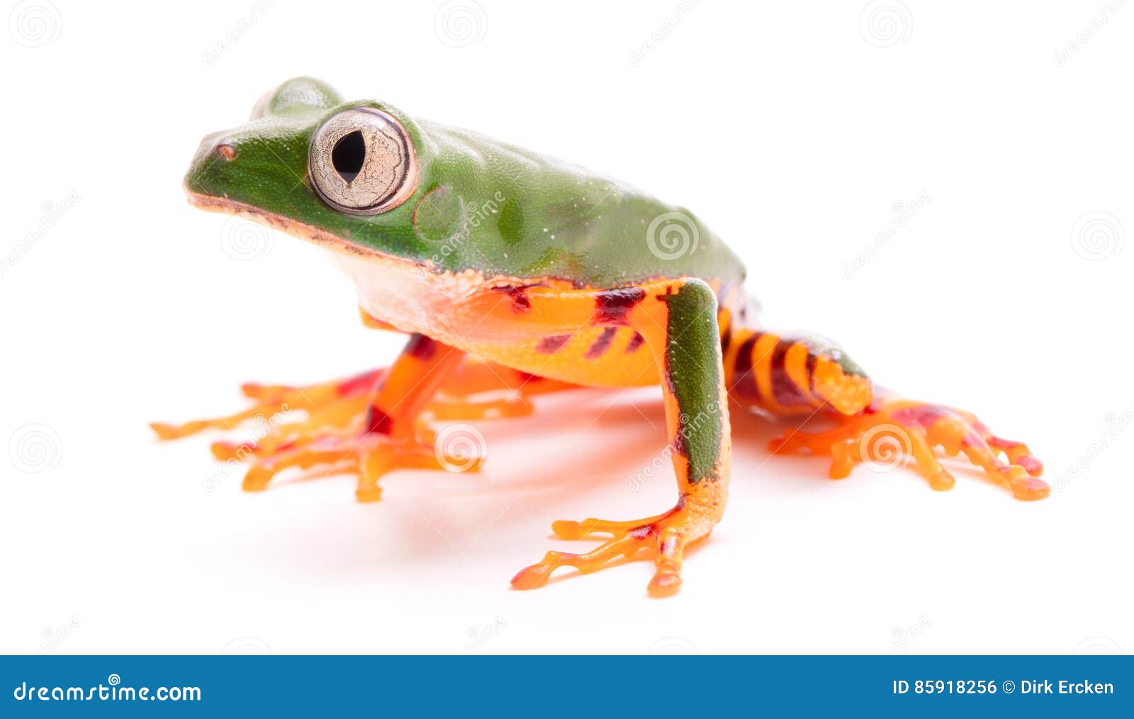 Tiger Leg Monkey Tree Frog on White Background Stock Photo - Image of ...