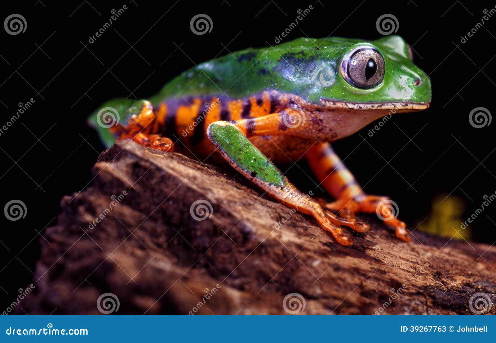 Tiger Leg Tree Frog stock image. Image of portrait, wildlife - 39267763