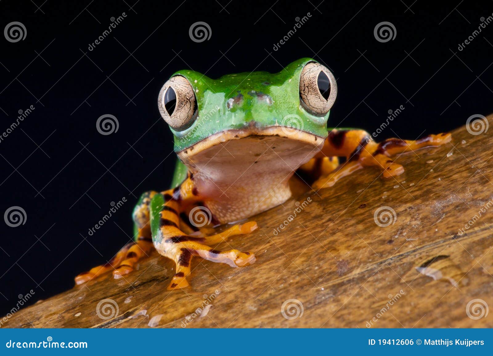 Tiger Legged Monkey Tree Frog Stock Photo - Image of venezuela ...