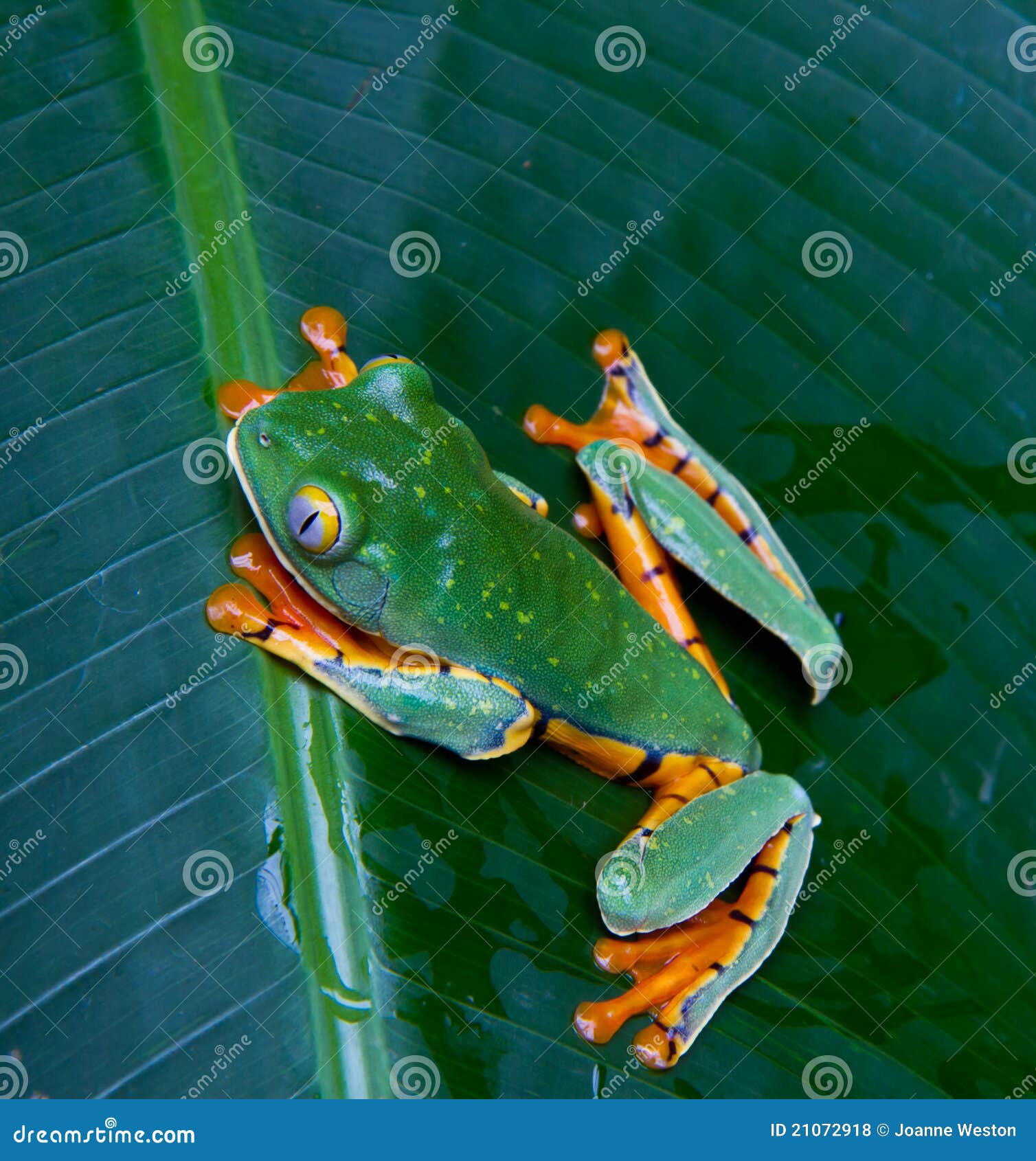 Tiger Legged Monkey Tree Frog Stock Photo - Image of frog, argentina ...