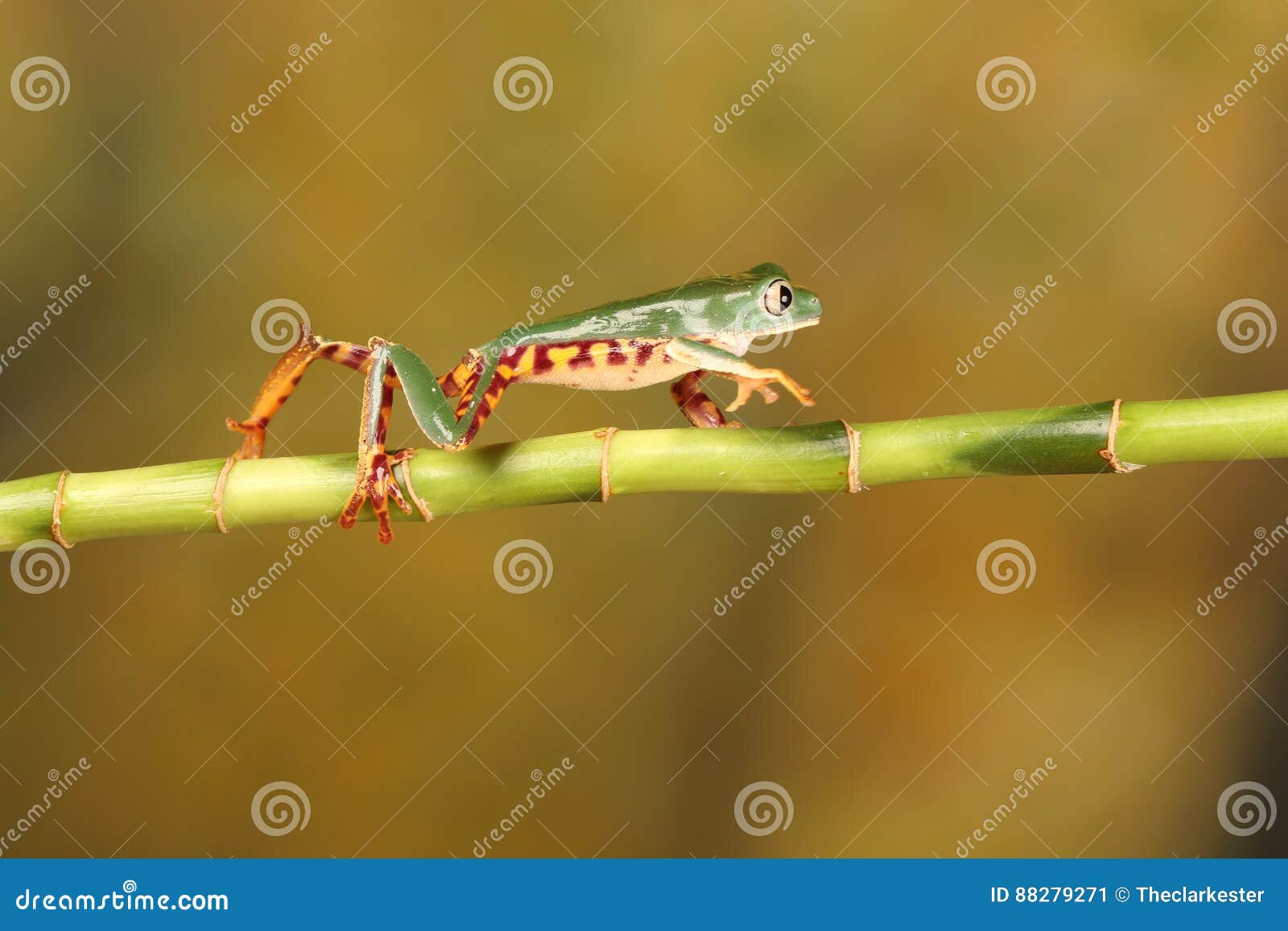 Tiger Legged Tree Frog on Bamboo Stock Image - Image of frogs, black ...