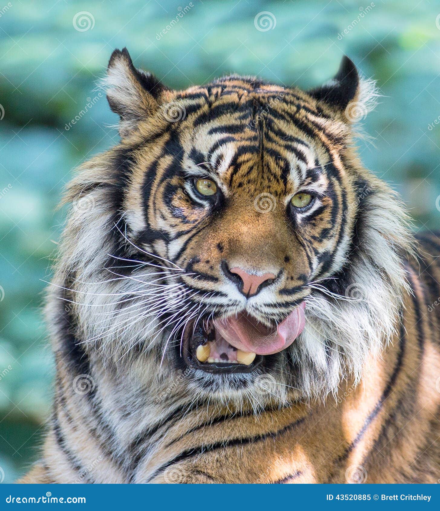 Tiger licking stock image. Image of mouth, head, lick - 43520885