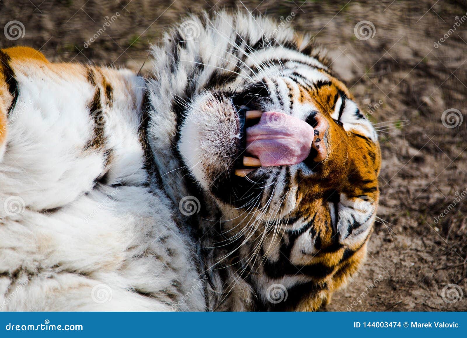 Tiger Licking Own Face in Detail Lying on Ground Stock Photo - Image of ...