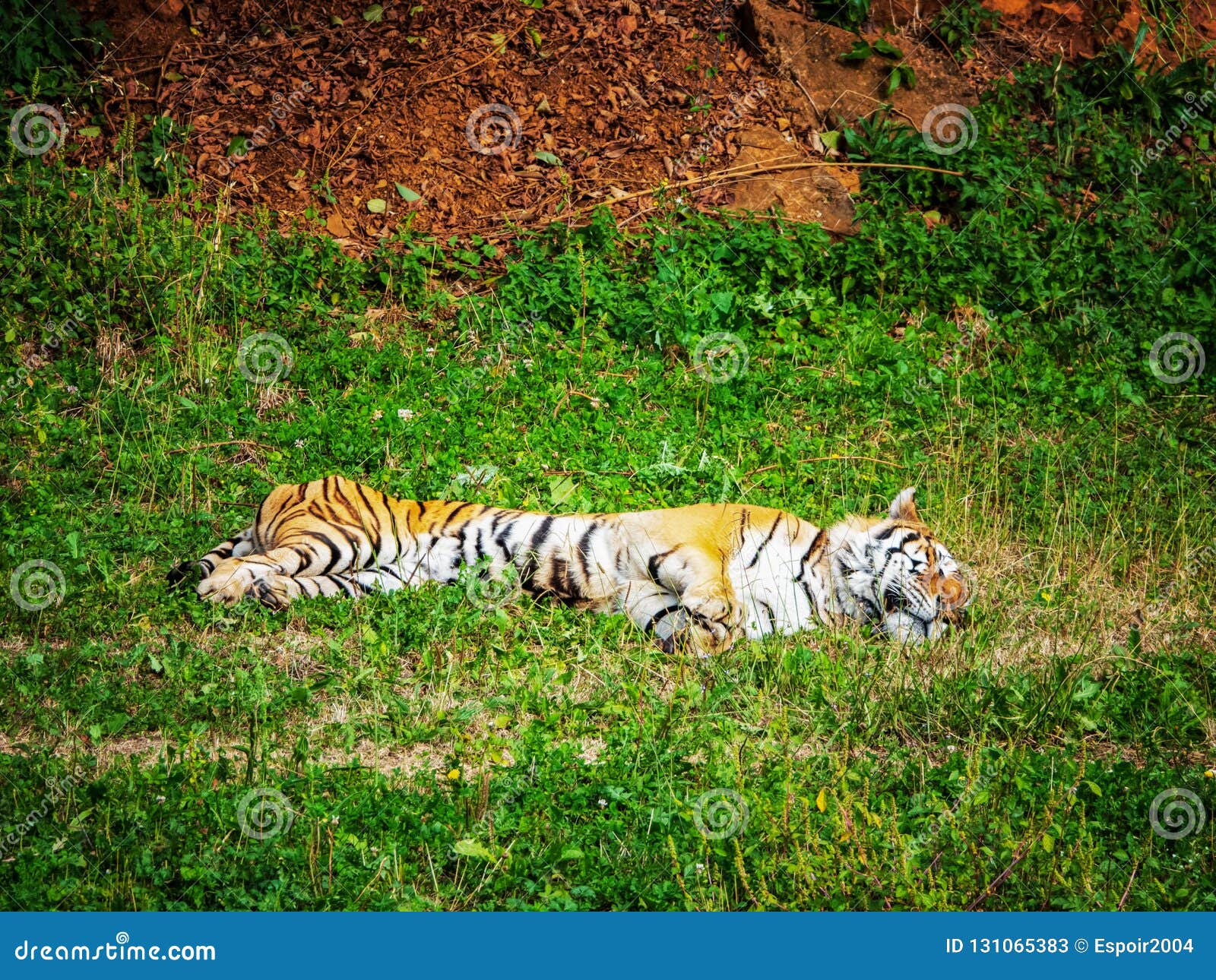 The Tiger Lies Relaxed in the Grass and Rests Stock Image - Image of ...
