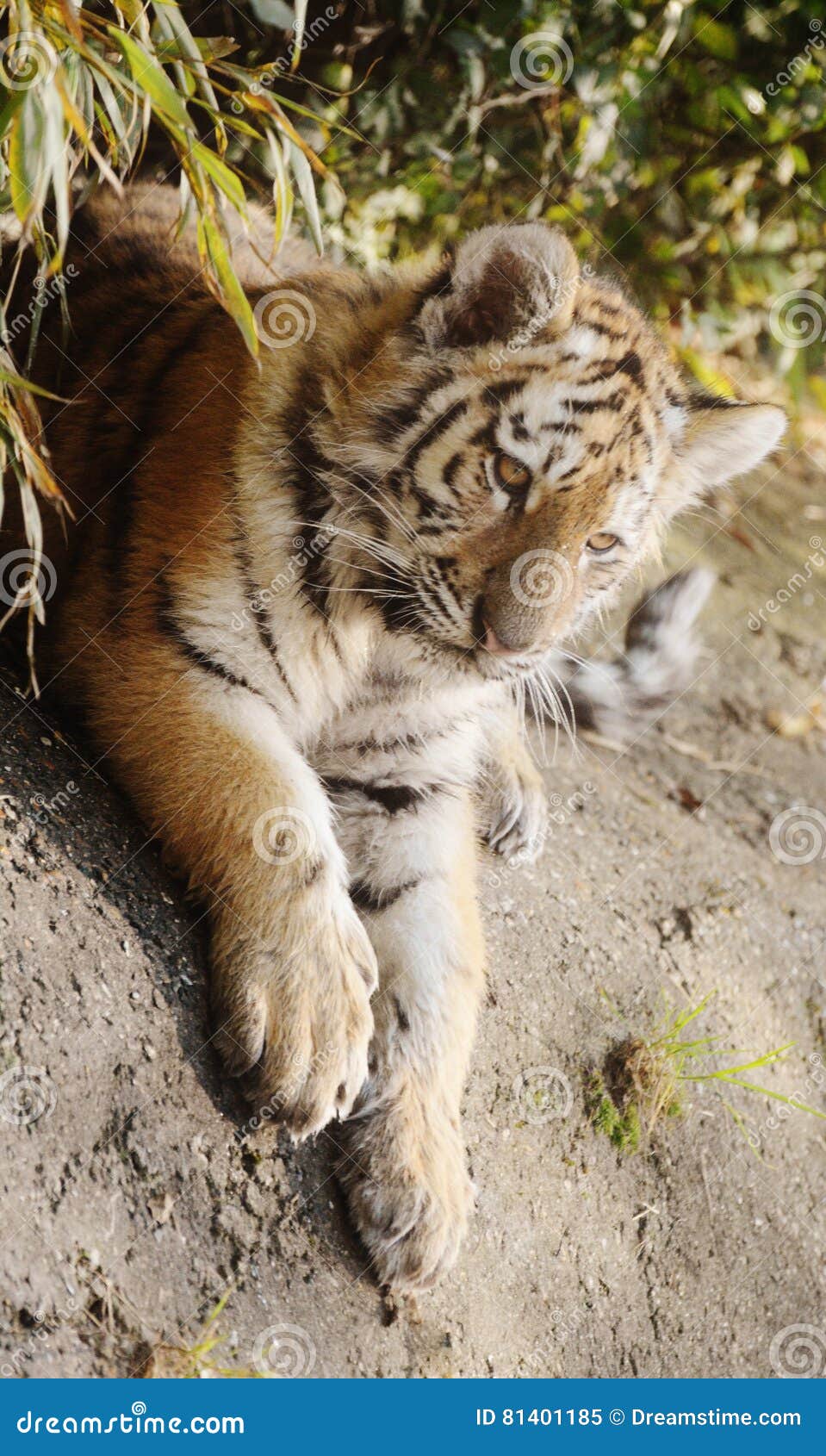 Tiger life stock image. Image of life, chilling, marwell - 81401185