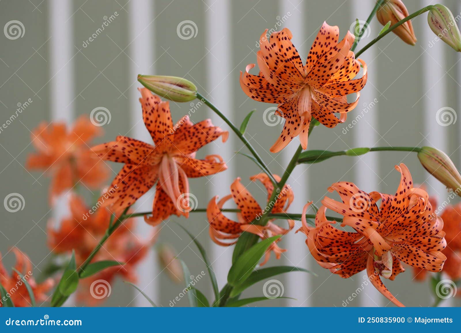 Tiger Lilies on Green and White Stripe Background Stock Photo - Image ...