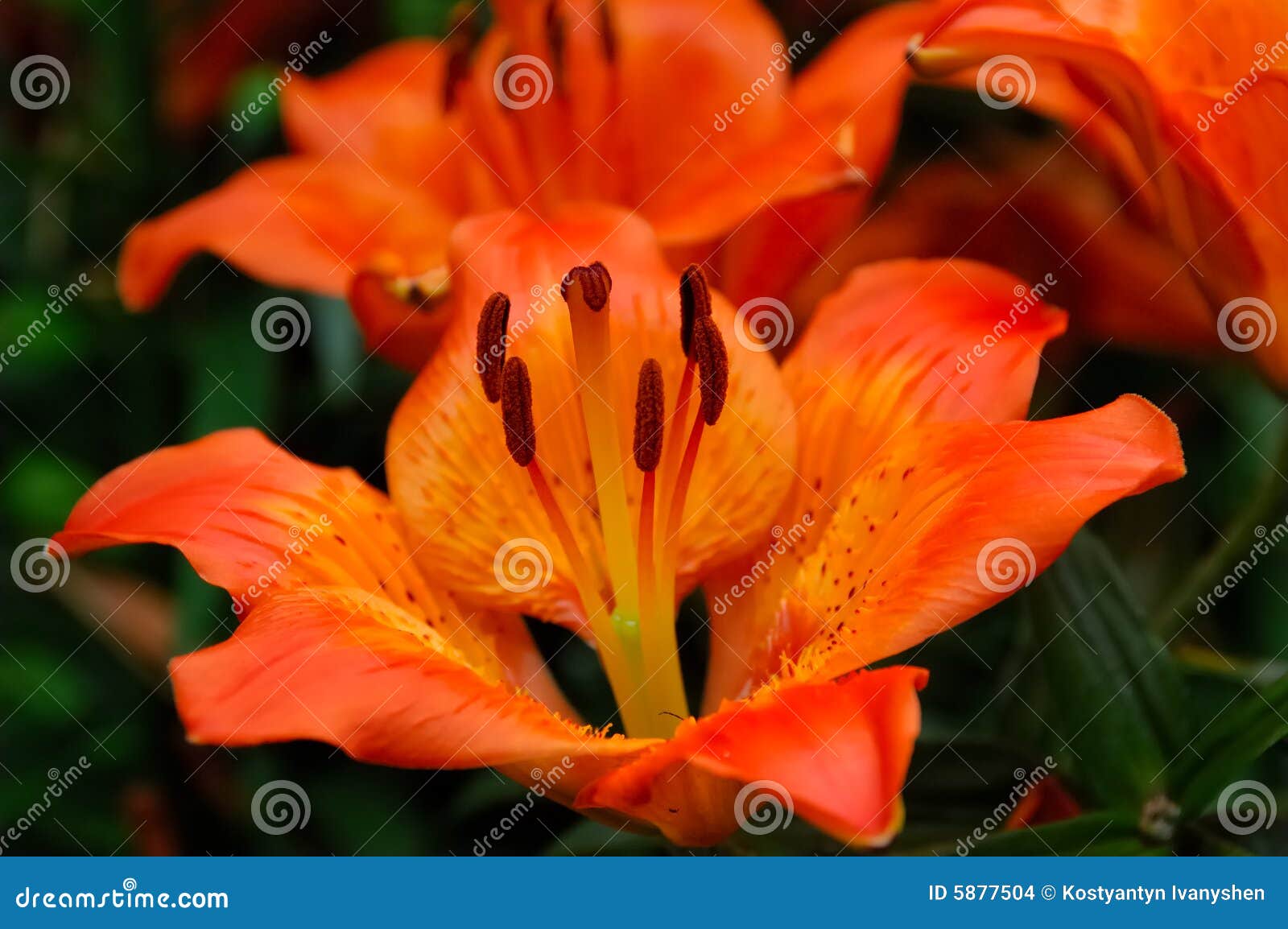 Tiger lilly stock photo. Image of lilly, tiger, grow, spoil - 5877504