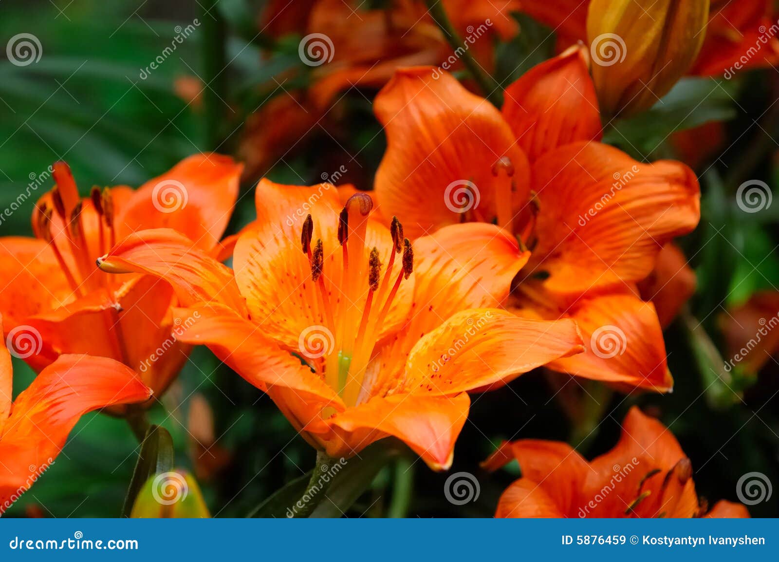 Tiger lilly flower stock image. Image of tiger, liliaceae - 5876459