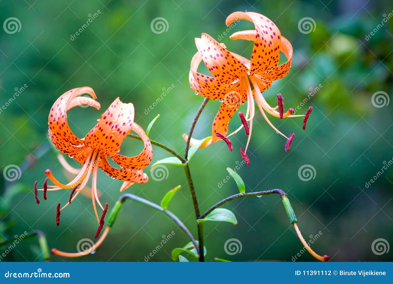 Tiger lily stock photo. Image of perennial, beautiful - 11391112
