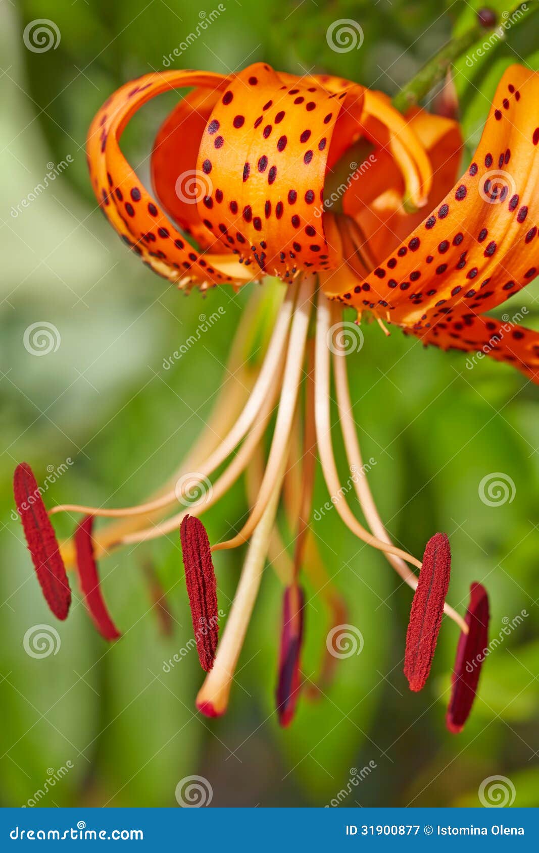Tiger Lily stock image. Image of closeup, petals, japanese - 31900877
