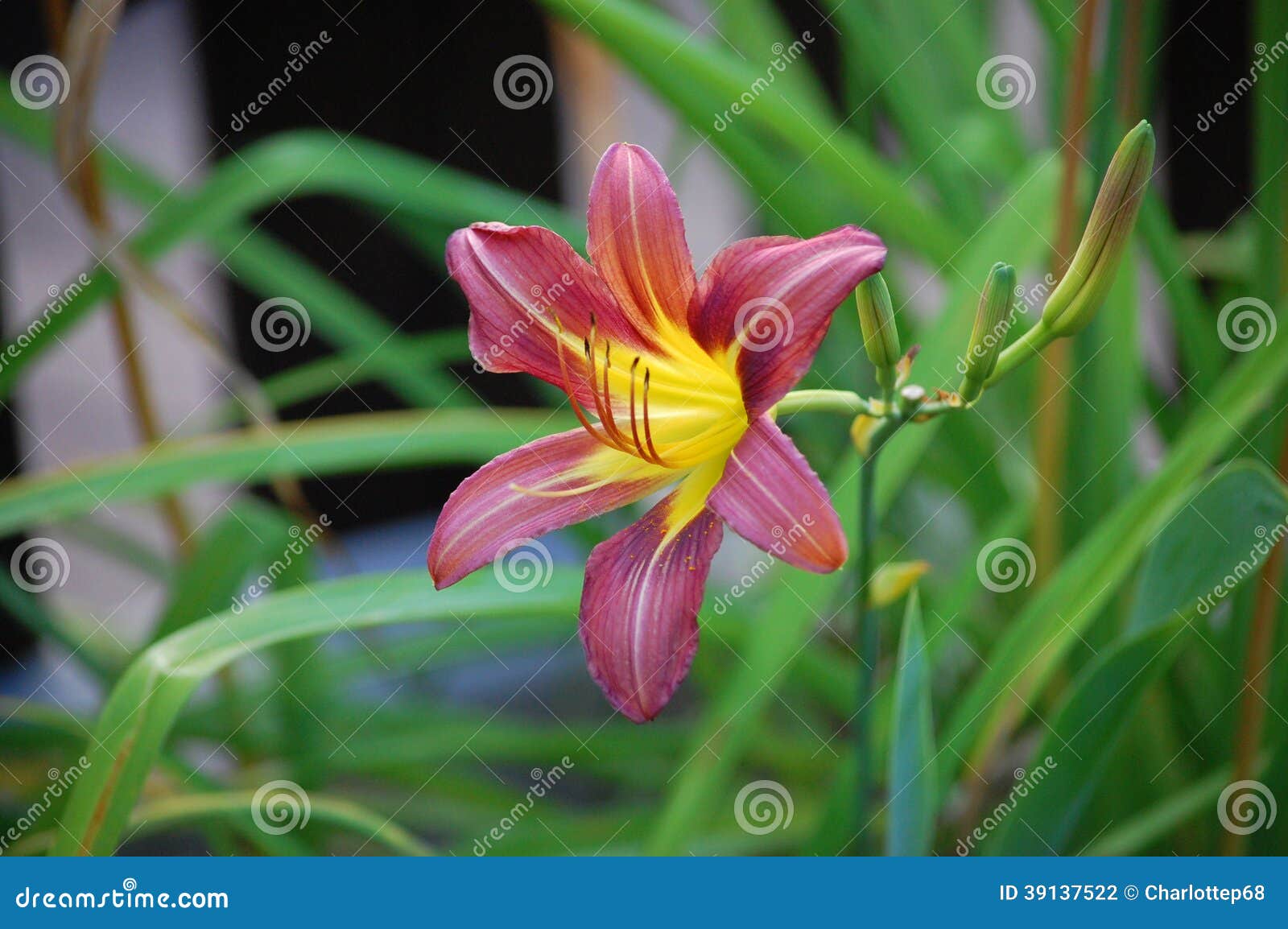 Tiger Lily stock photo. Image of vibrant, green, tiger - 39137522
