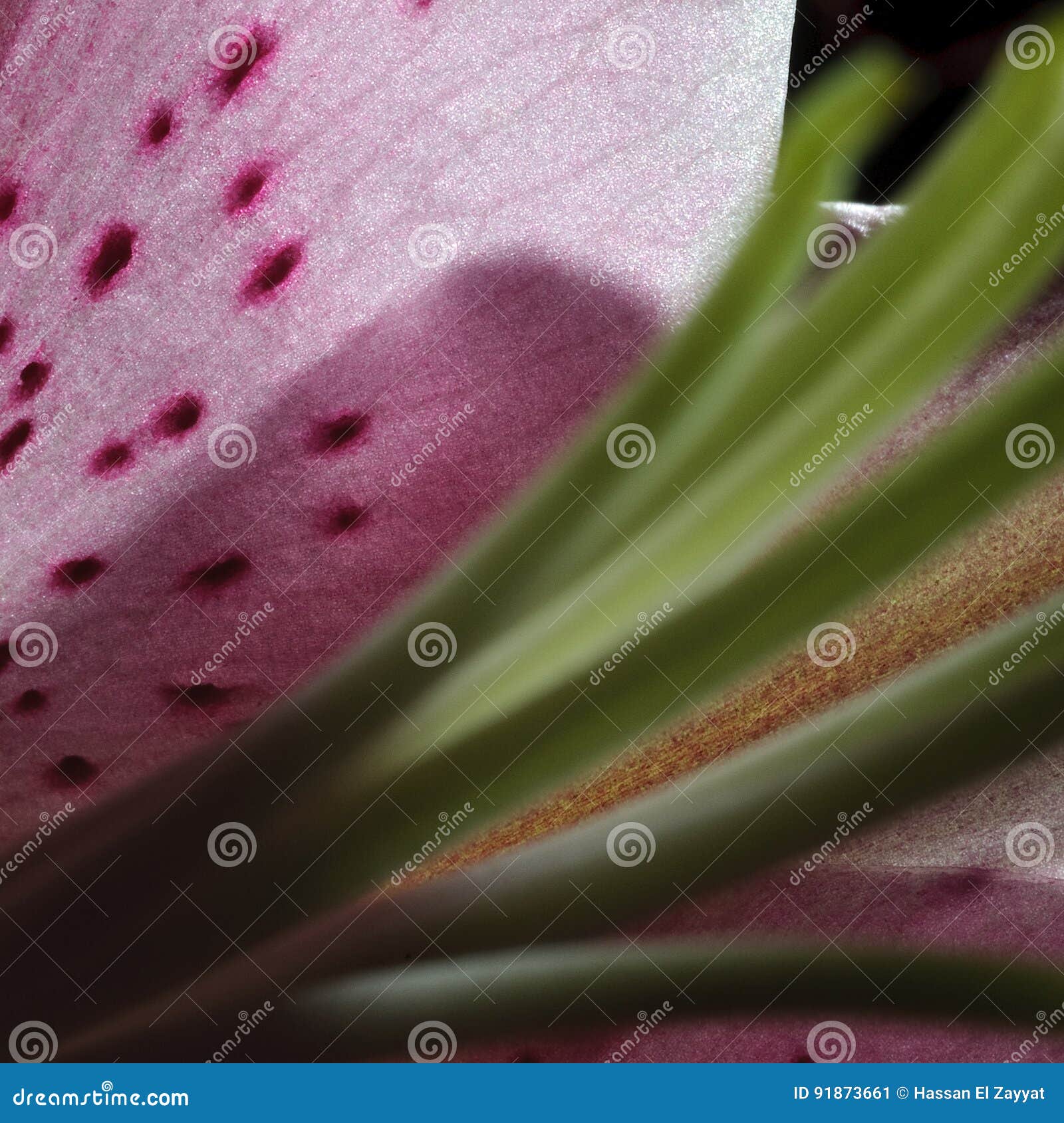 Tiger Lily closeup stock image. Image of petals, pollen - 91873661