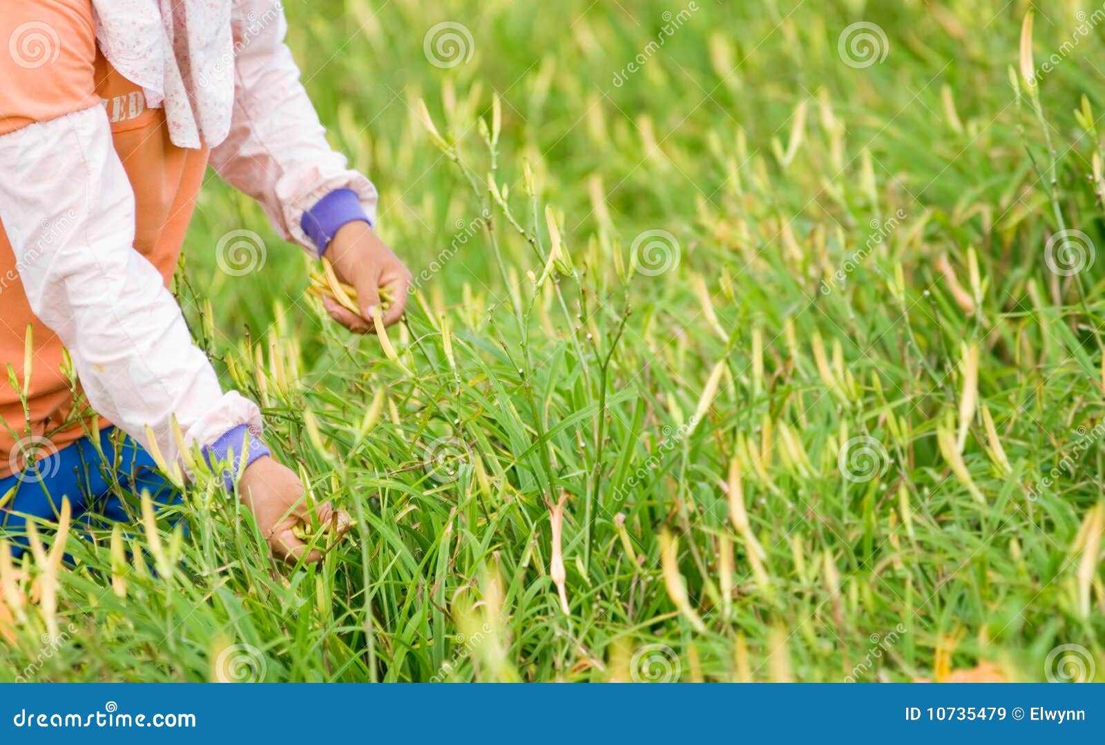 Tiger Lily Farm with Farmer Working Stock Image - Image of field ...