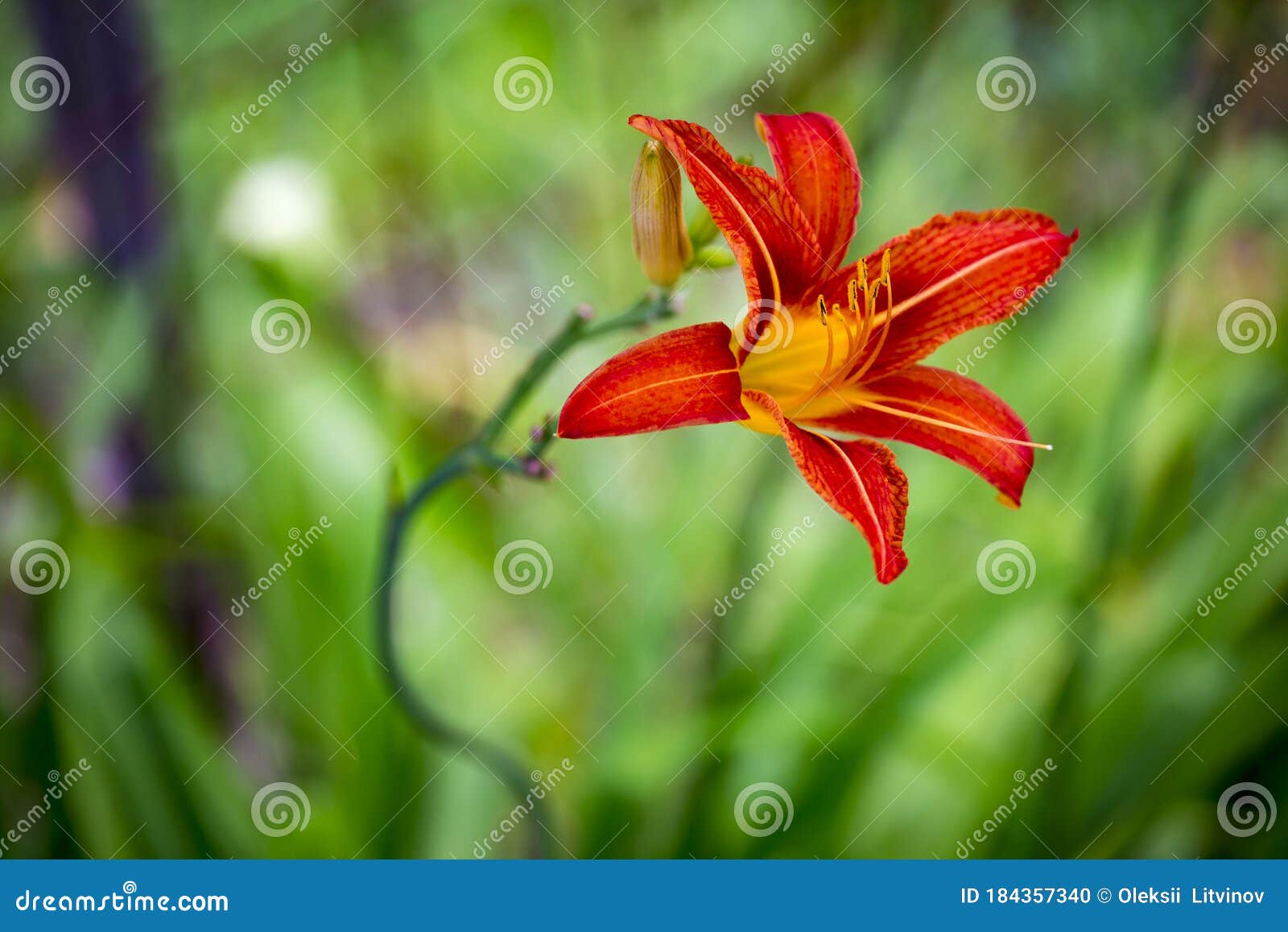 Tiger Lily Flower on a Green Background Stock Photo - Image of flora ...