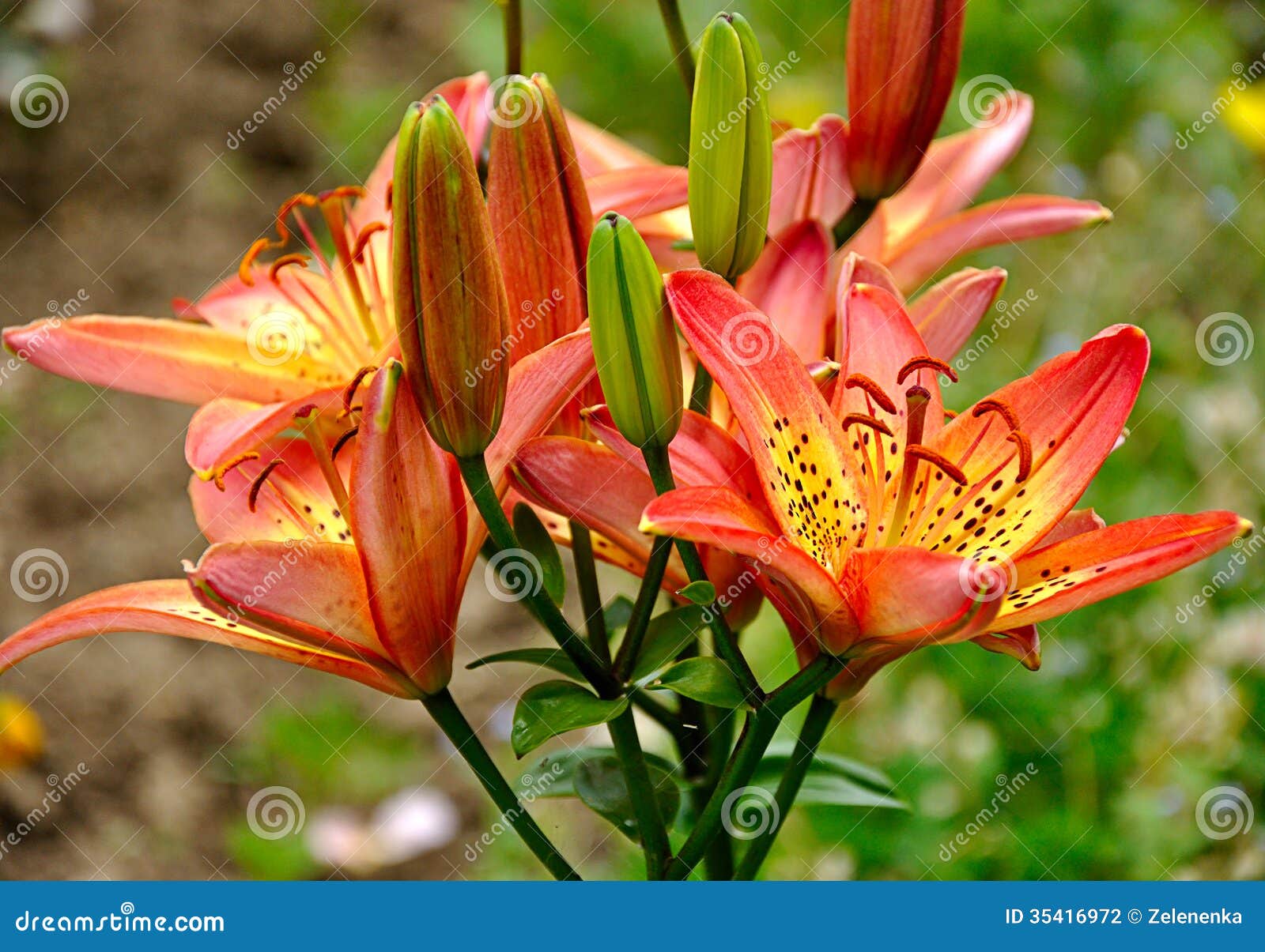 Tiger lily in the garden stock photo. Image of tiger - 35416972
