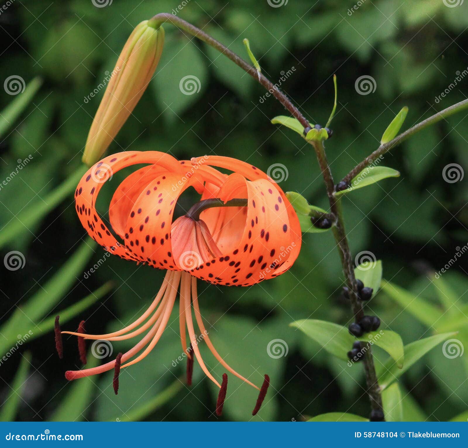 Tiger Lily 1 stock photo. Image of orange, wildflowers - 58748104
