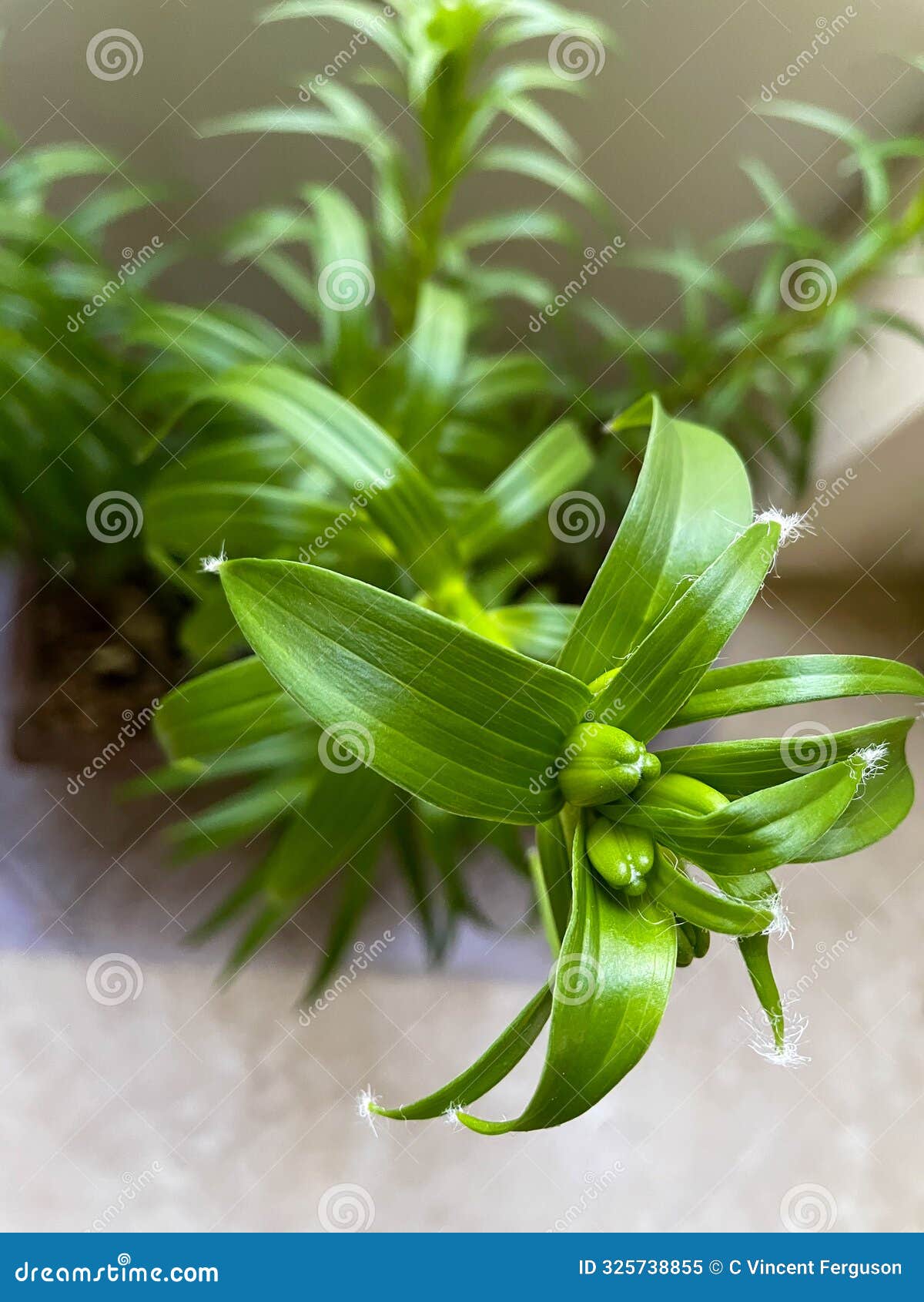 Tiger Lily Green Buds 01 stock image. Image of nature - 325738855