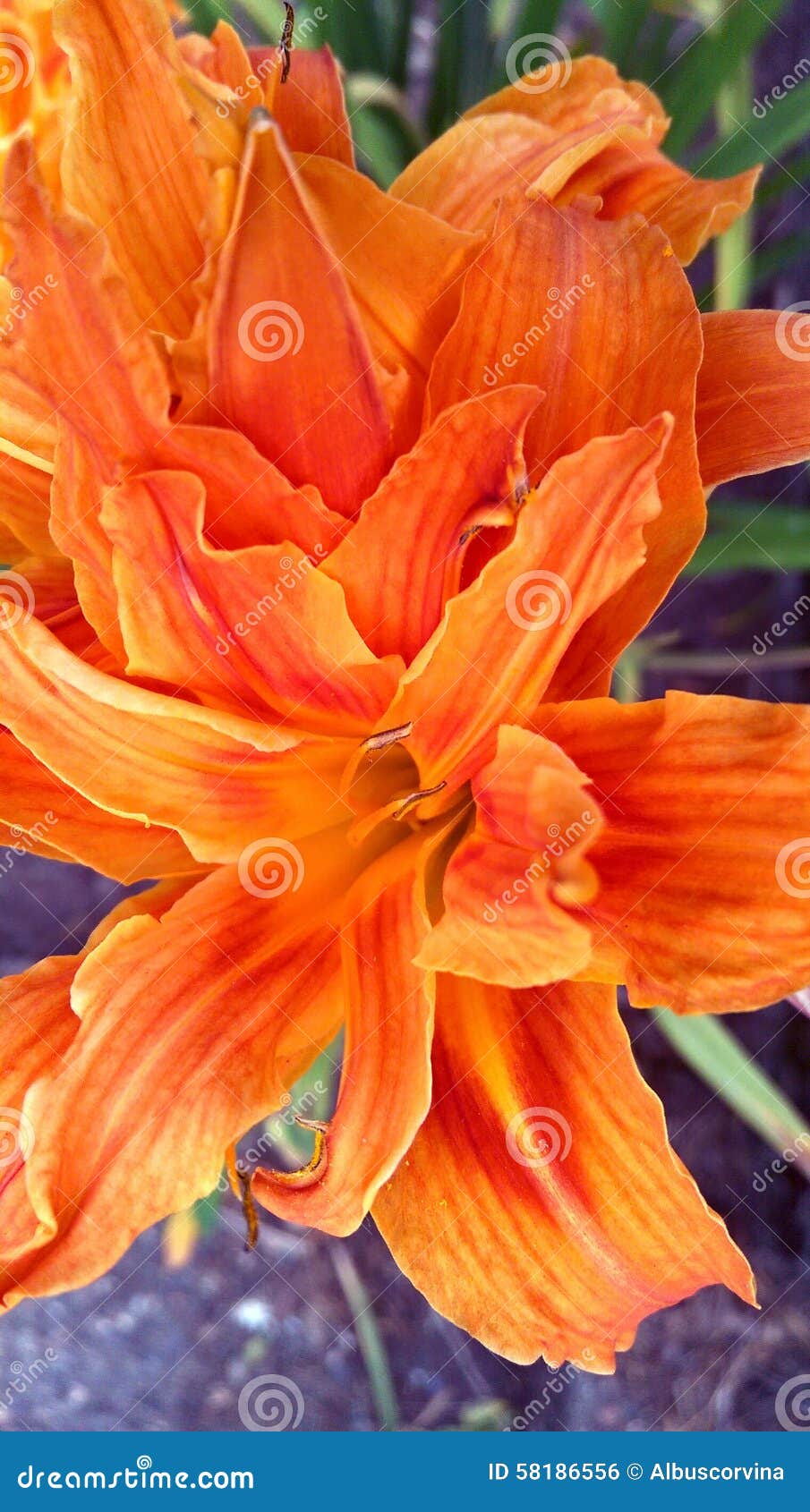 Tiger Lily stock photo. Image of orange, nature, columbia - 58186556