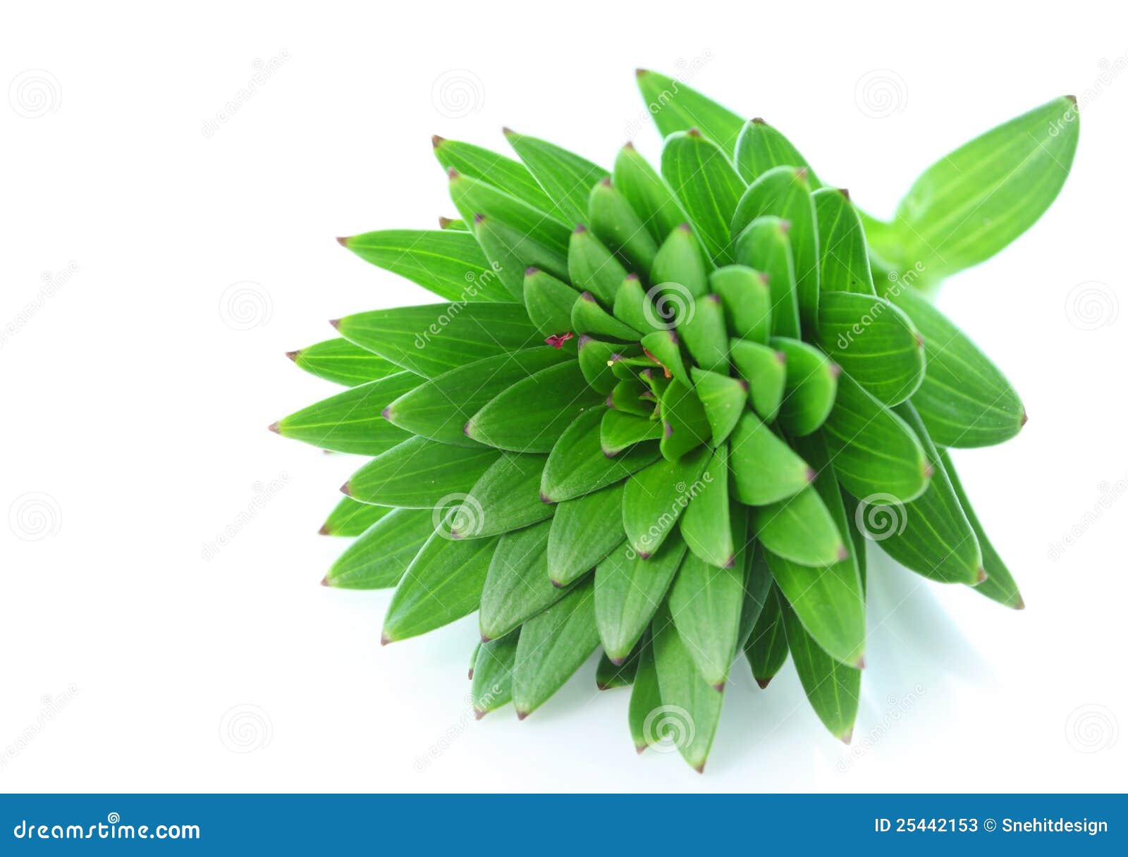 Tiger lily leaves stock image. Image of natural, decoration - 25442153