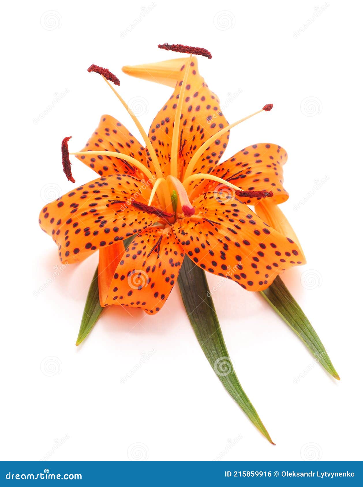 Tiger lily with leaves stock photo. Image of beauty - 215859916