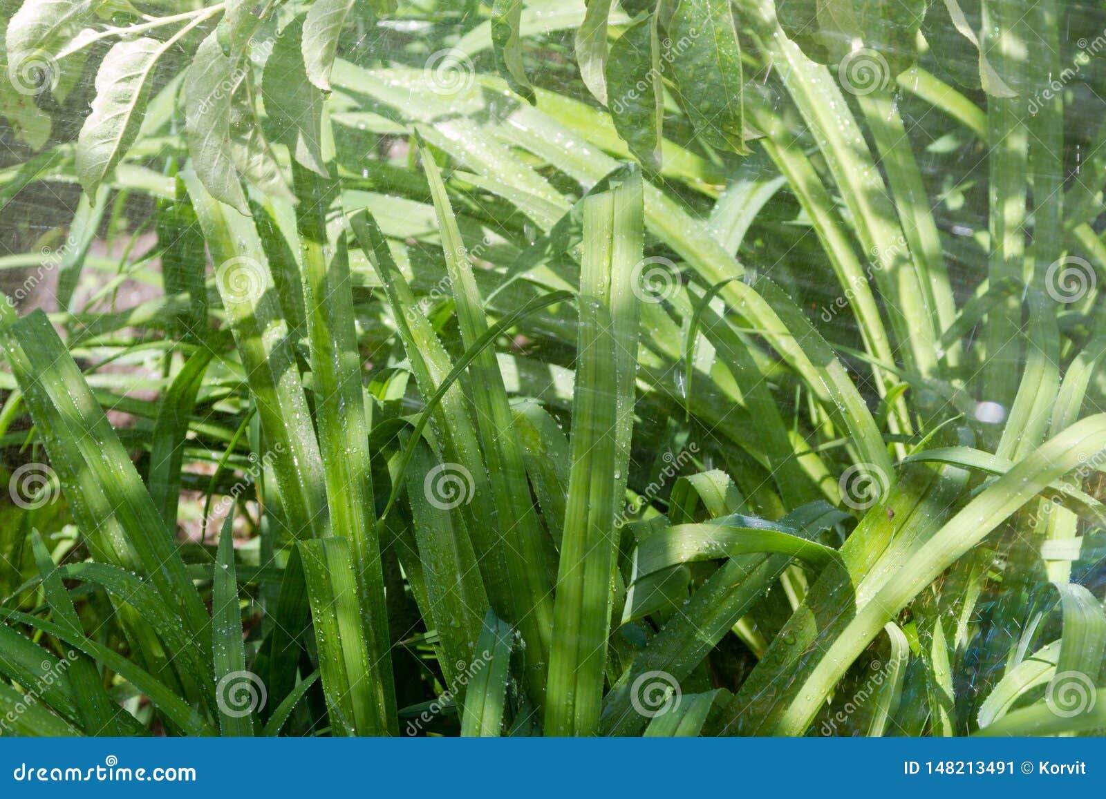 Tiger Lily Leaves during Watering Stock Image - Image of flower, fresh ...