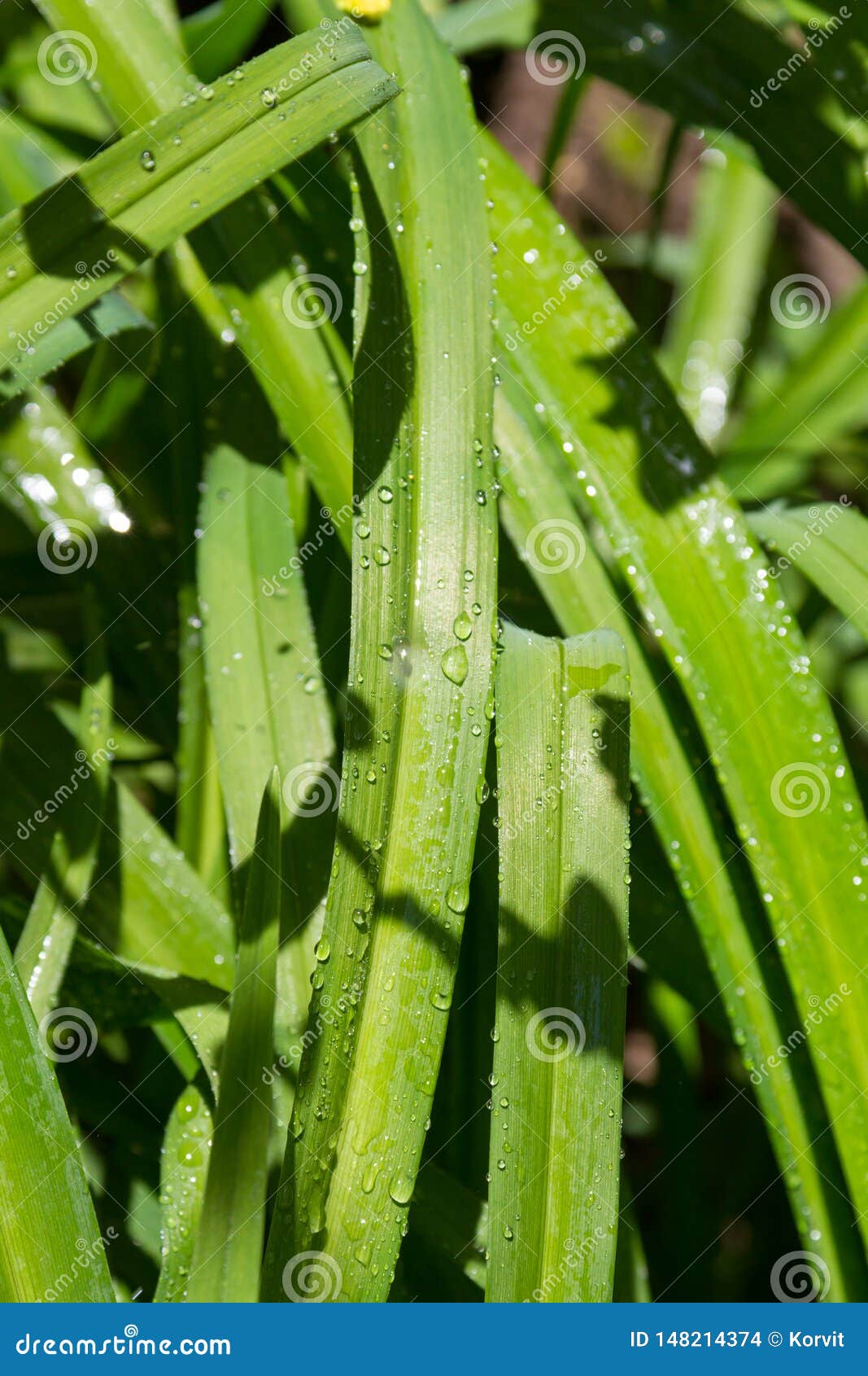 Tiger Lily Leaves during Watering Stock Photo - Image of modern ...