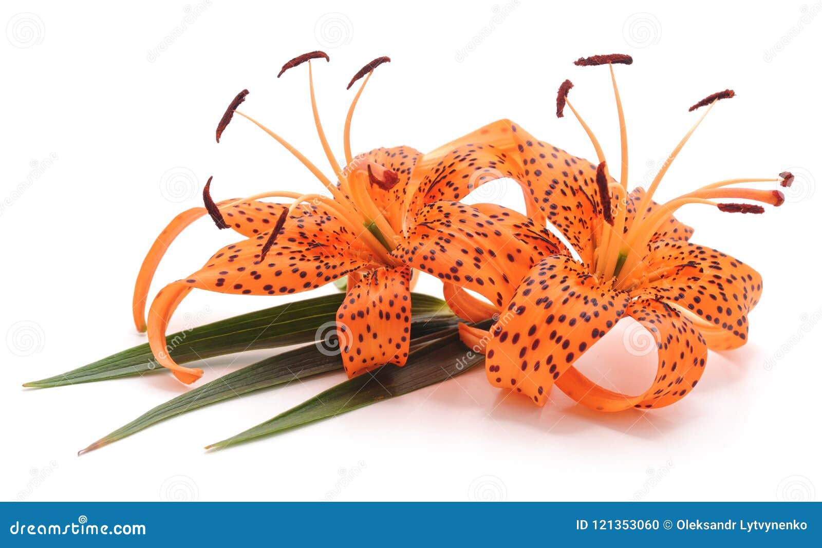 Tiger lily with leaves. stock photo. Image of closeup - 121353060