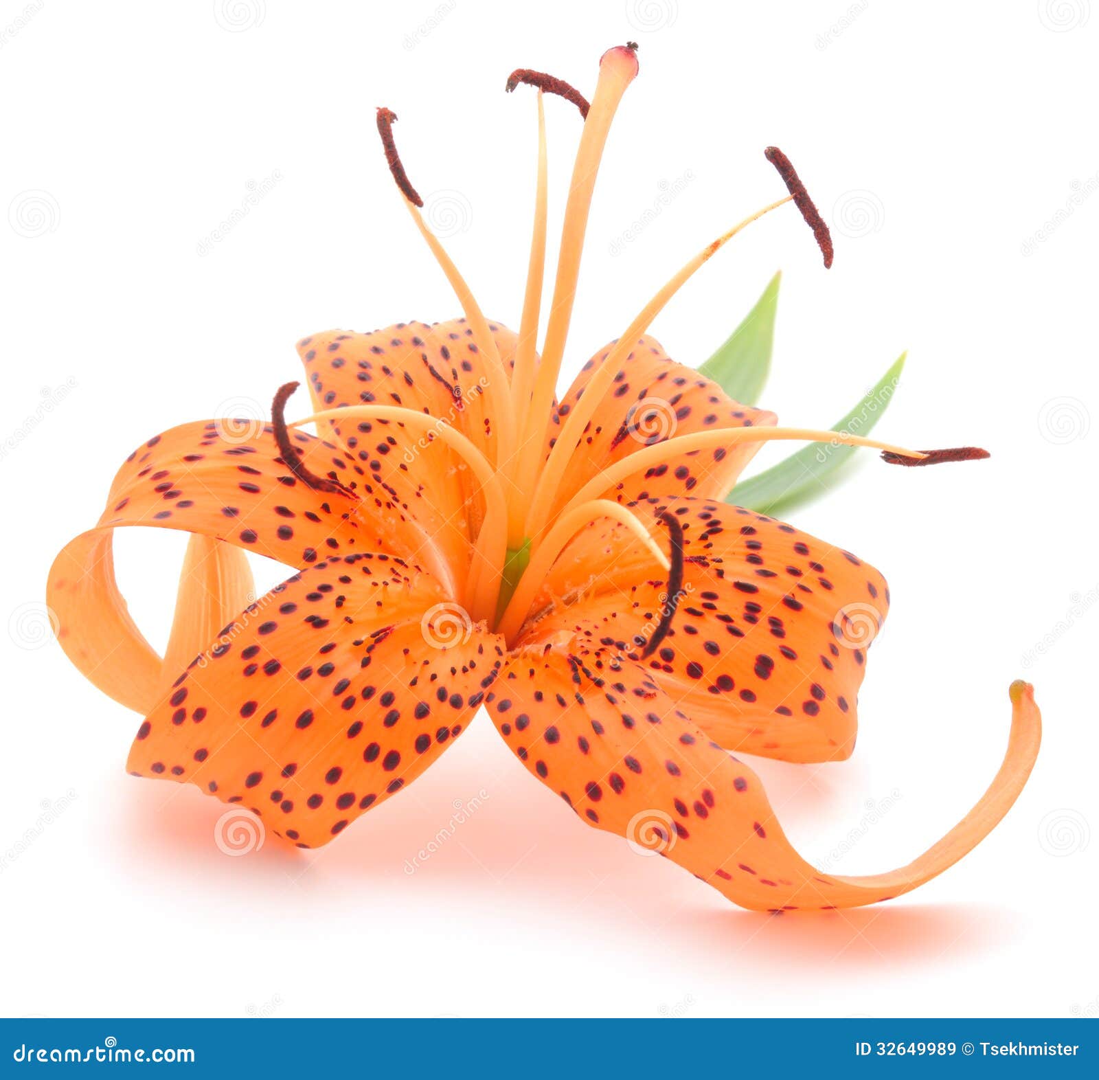 Tiger Lily stock image. Image of beauty, closeup, color - 32649989