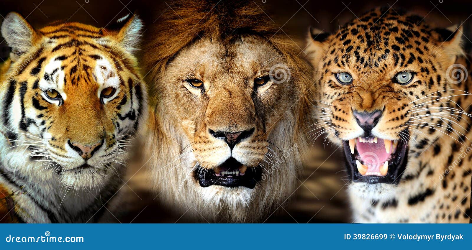 Tiger And Lion Feedings At A Safari Park In Chile Royalty-Free Stock ...