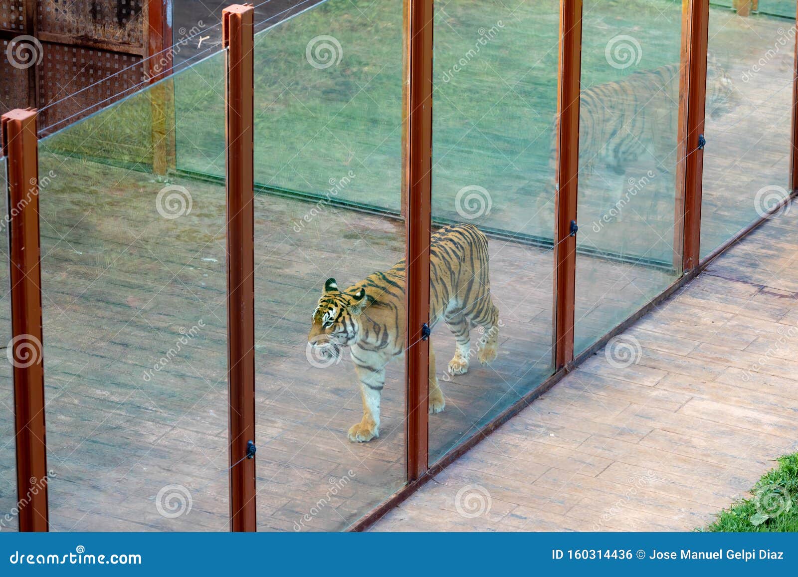 Tiger Locked in a Glass Cage Stock Photo - Image of natural, animal ...