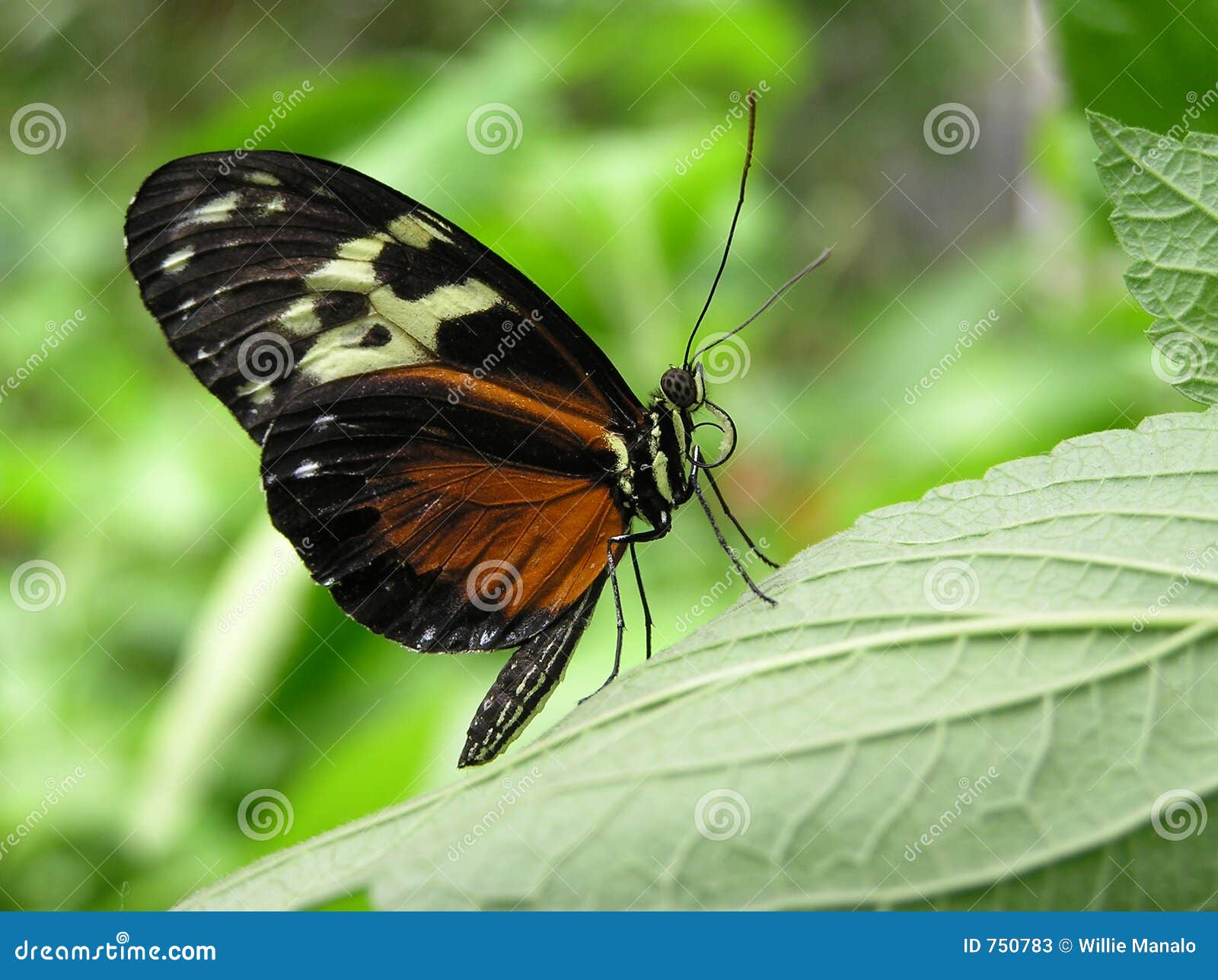 Tiger Longwing stock image. Image of insects, wildlife - 750783