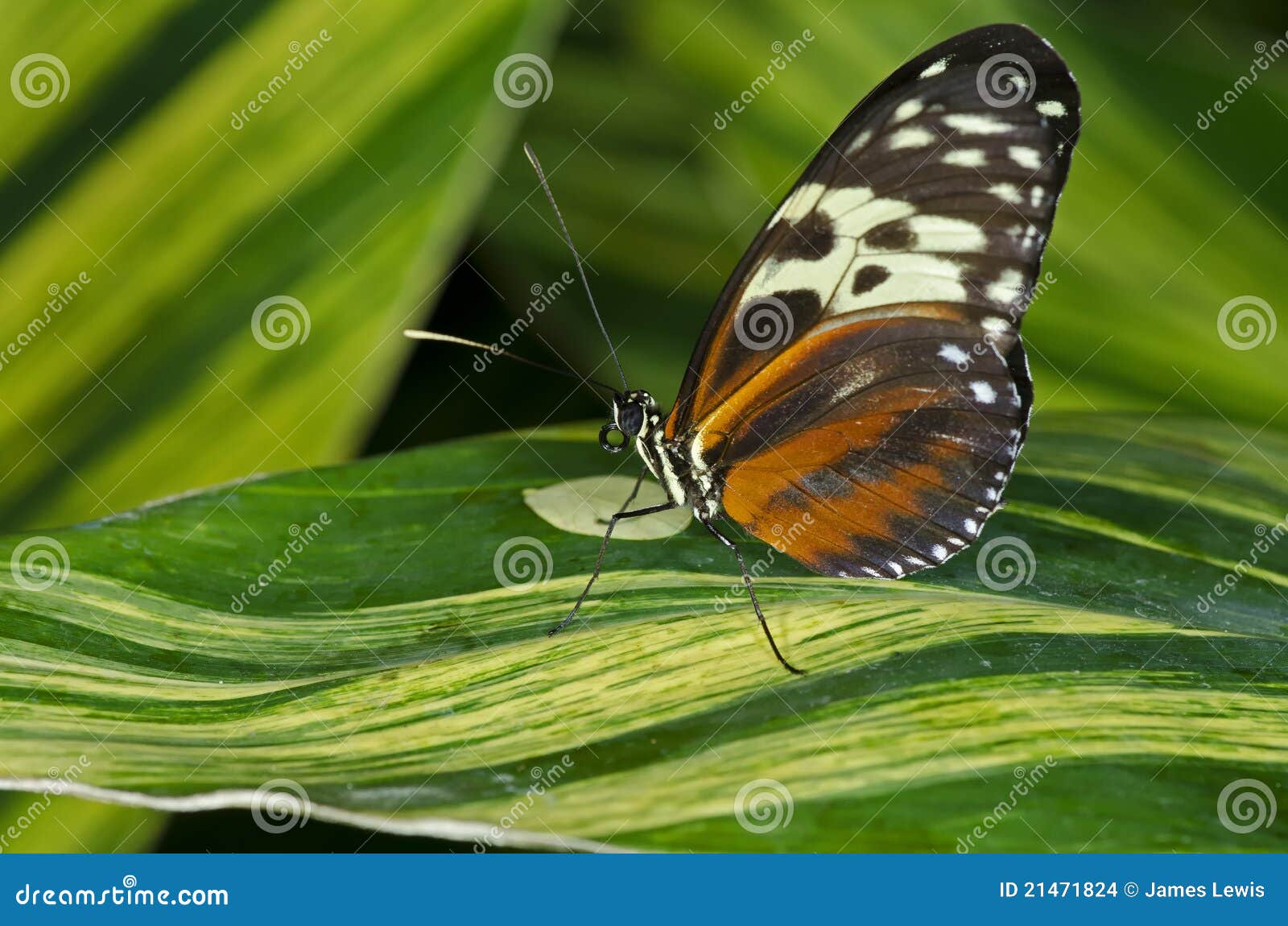 Tiger Longwing Butterfly stock photo. Image of insect - 21471824