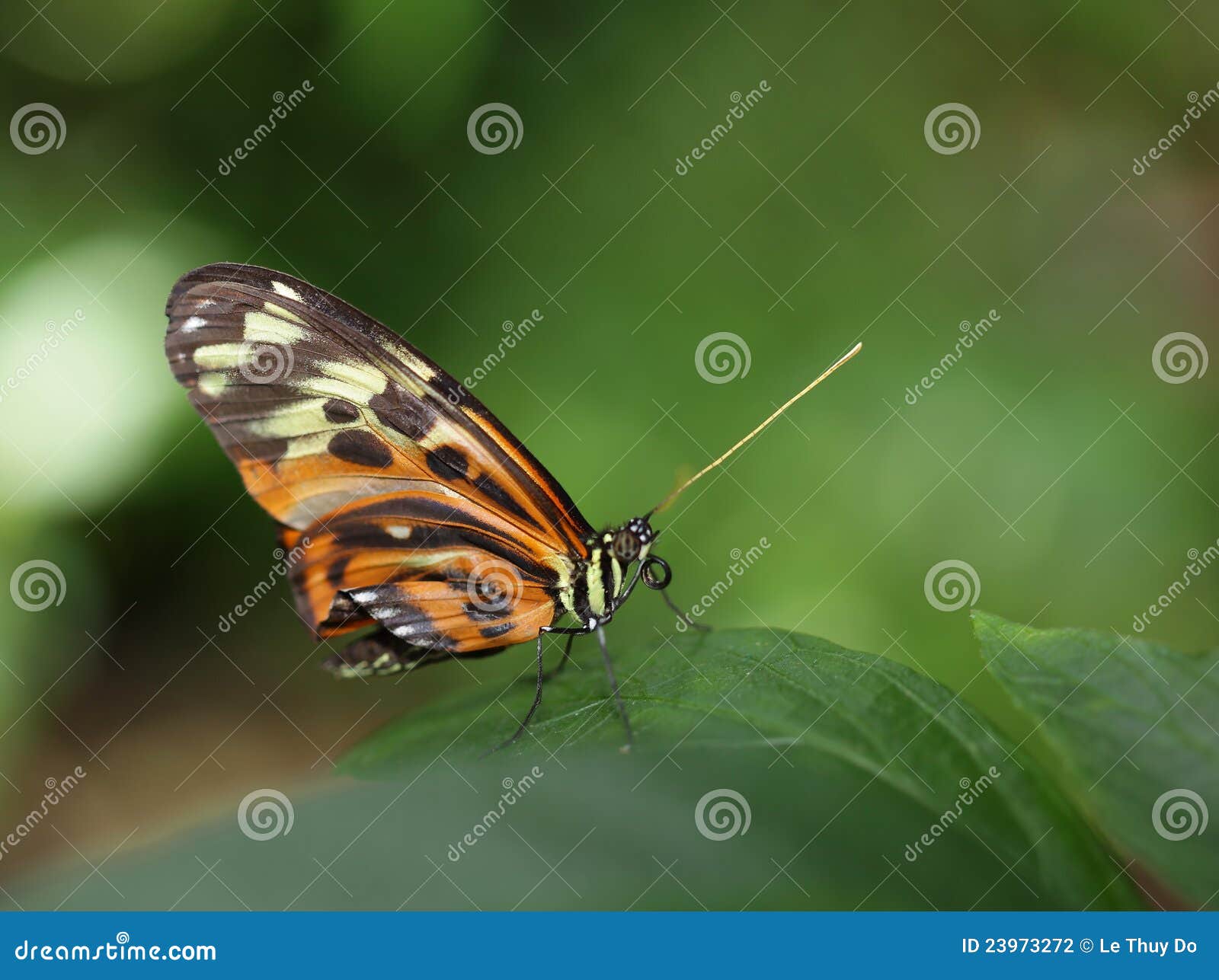 Tiger Longwing Butterfly stock photo. Image of insect - 23973272