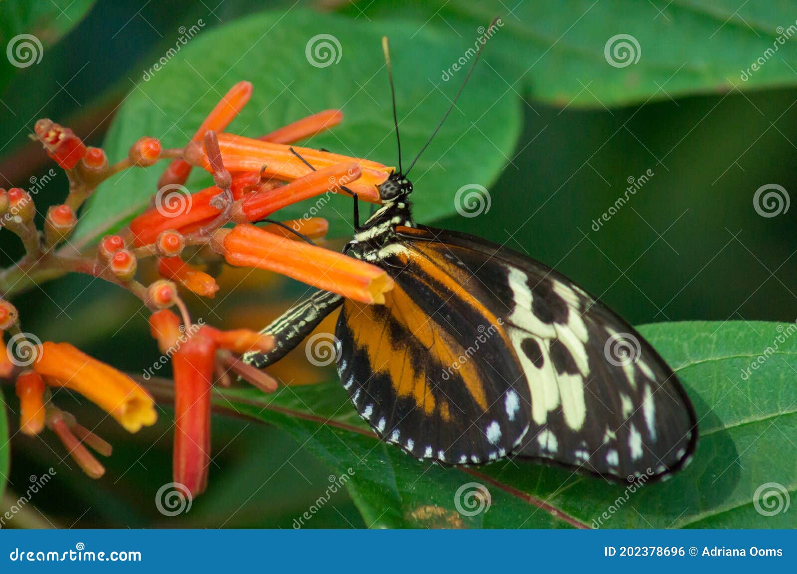 Tiger longwing stock photo. Image of insect, black, golden - 202378696