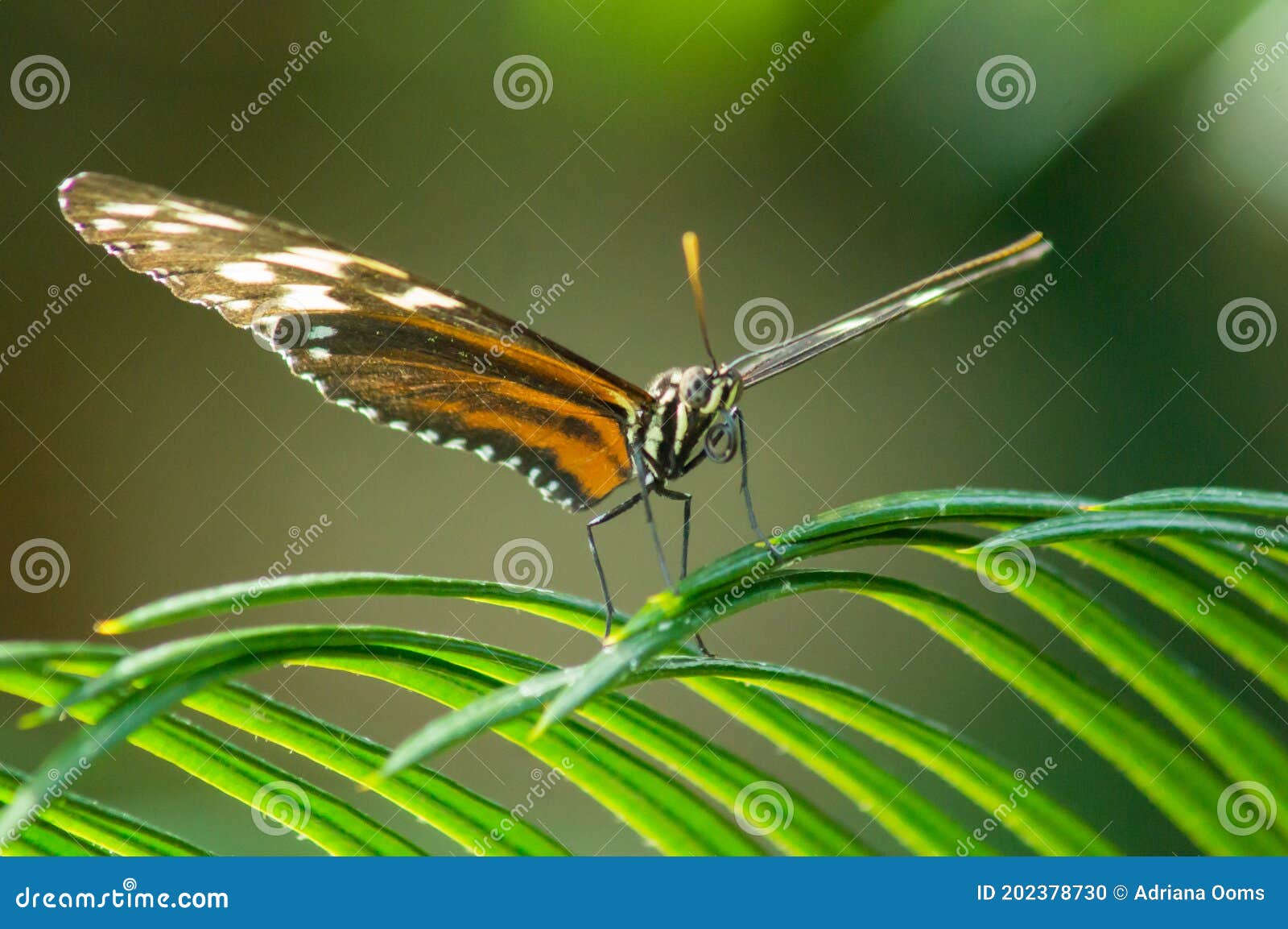 Tiger longwing stock photo. Image of butterfly, insect - 202378730