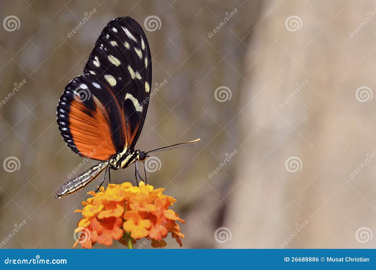 Tiger Longwing Butterfly Stock Photography | CartoonDealer.com #21471824