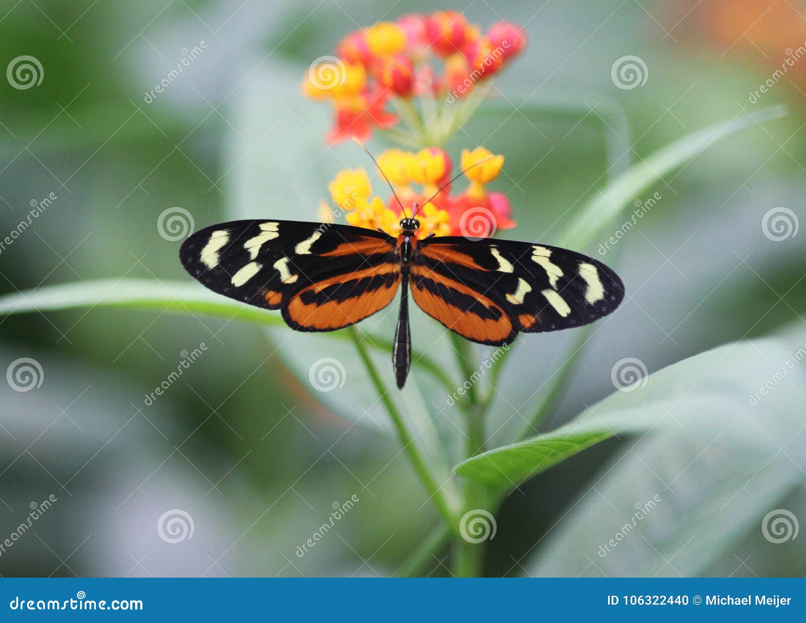 Tiger Longwing Butterfly, Heliconius Hecale Stock Photo - Image of butterfly, hothouse: 106322440