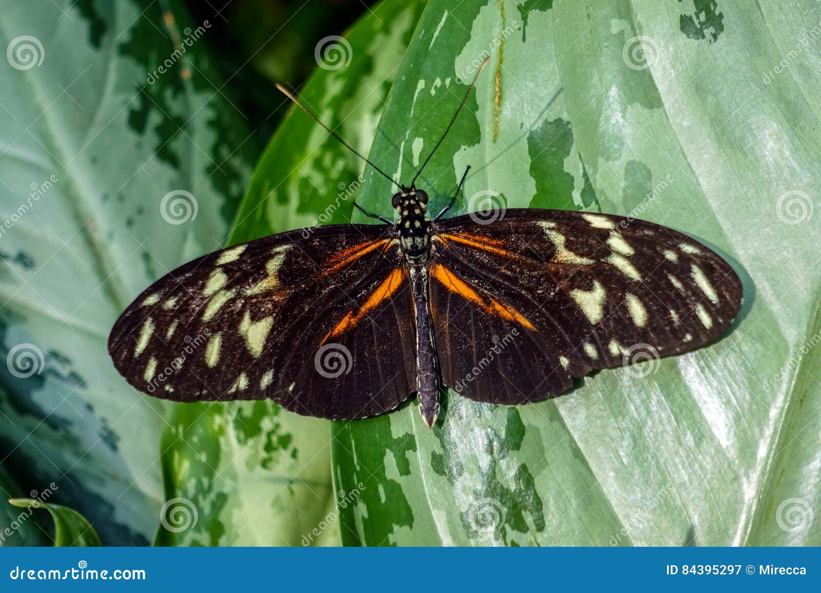 Tiger Longwing Butterfly Heliconius Hecale,close Up,detail Stock Image ...