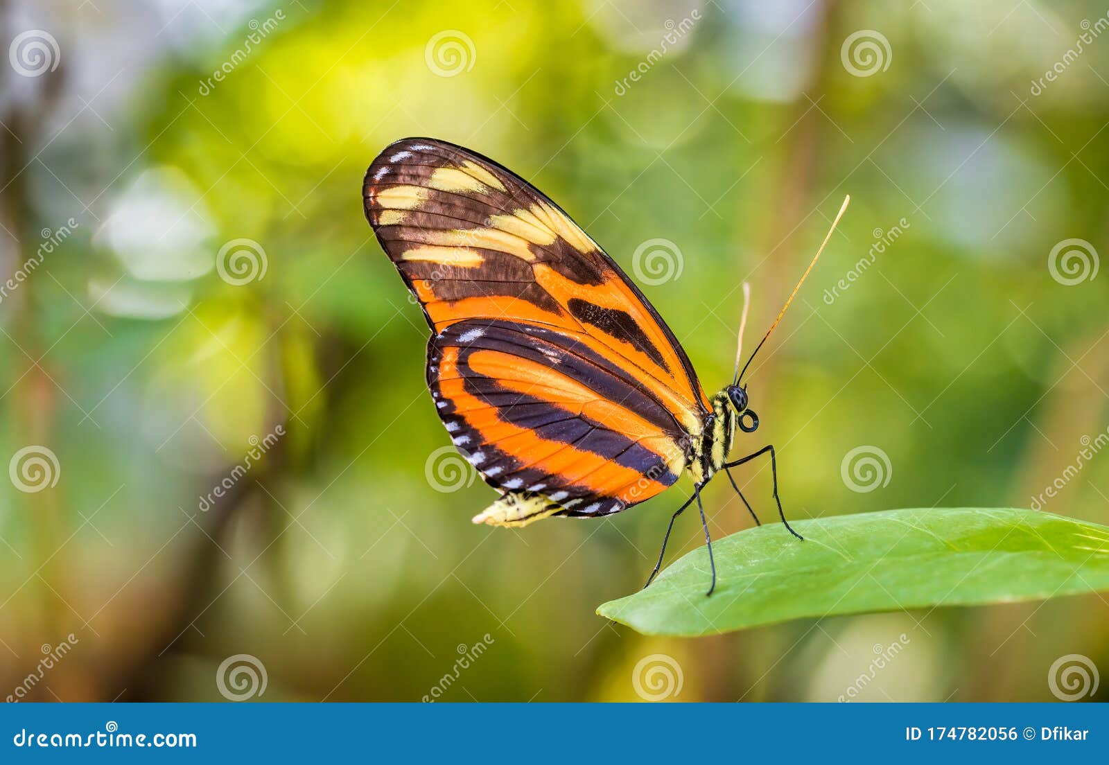 Tiger Longwing Butterfly stock photo. Image of natural - 174782056