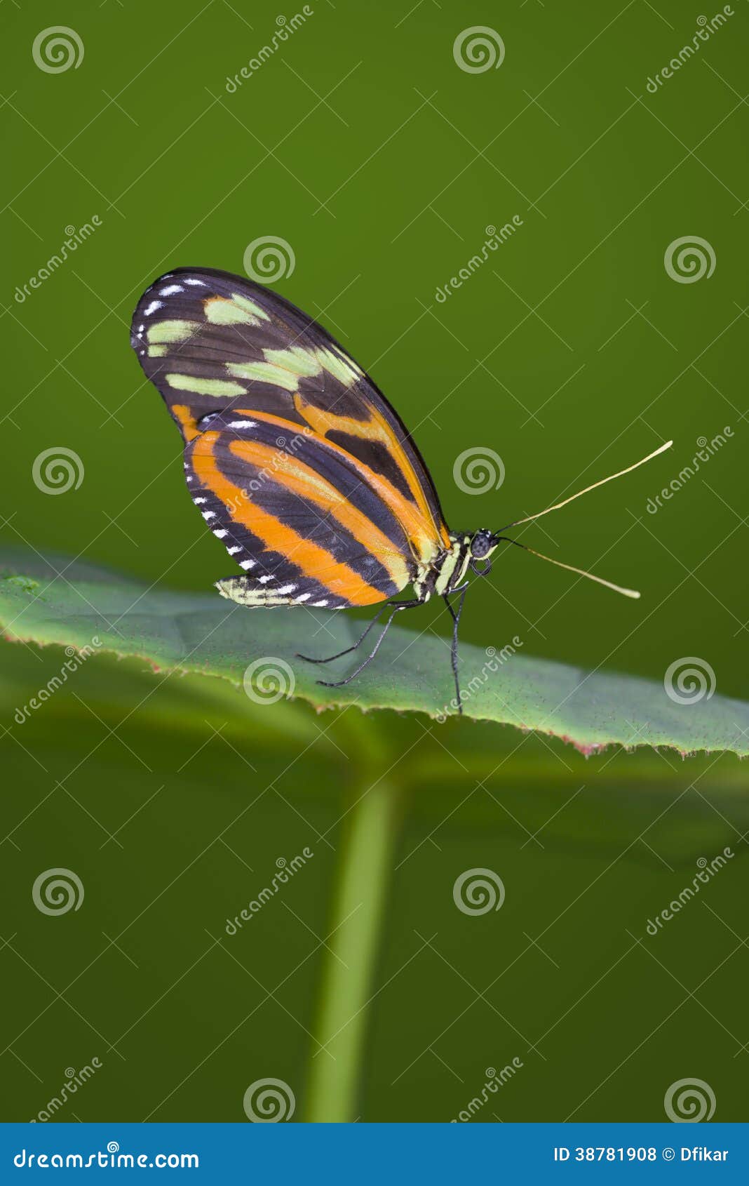 Tiger Longwing Butterfly stock photo. Image of longwing - 38781908